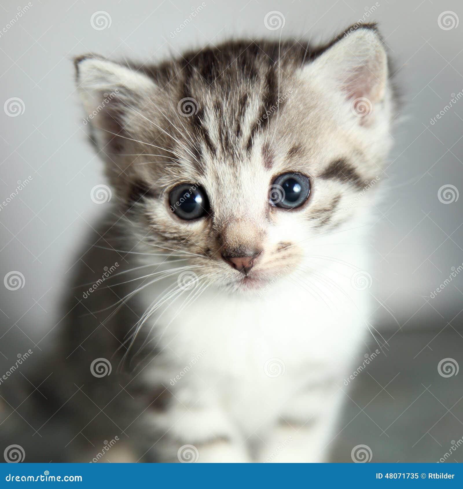 Little young cat portrait stock image. Image of cute - 48071735