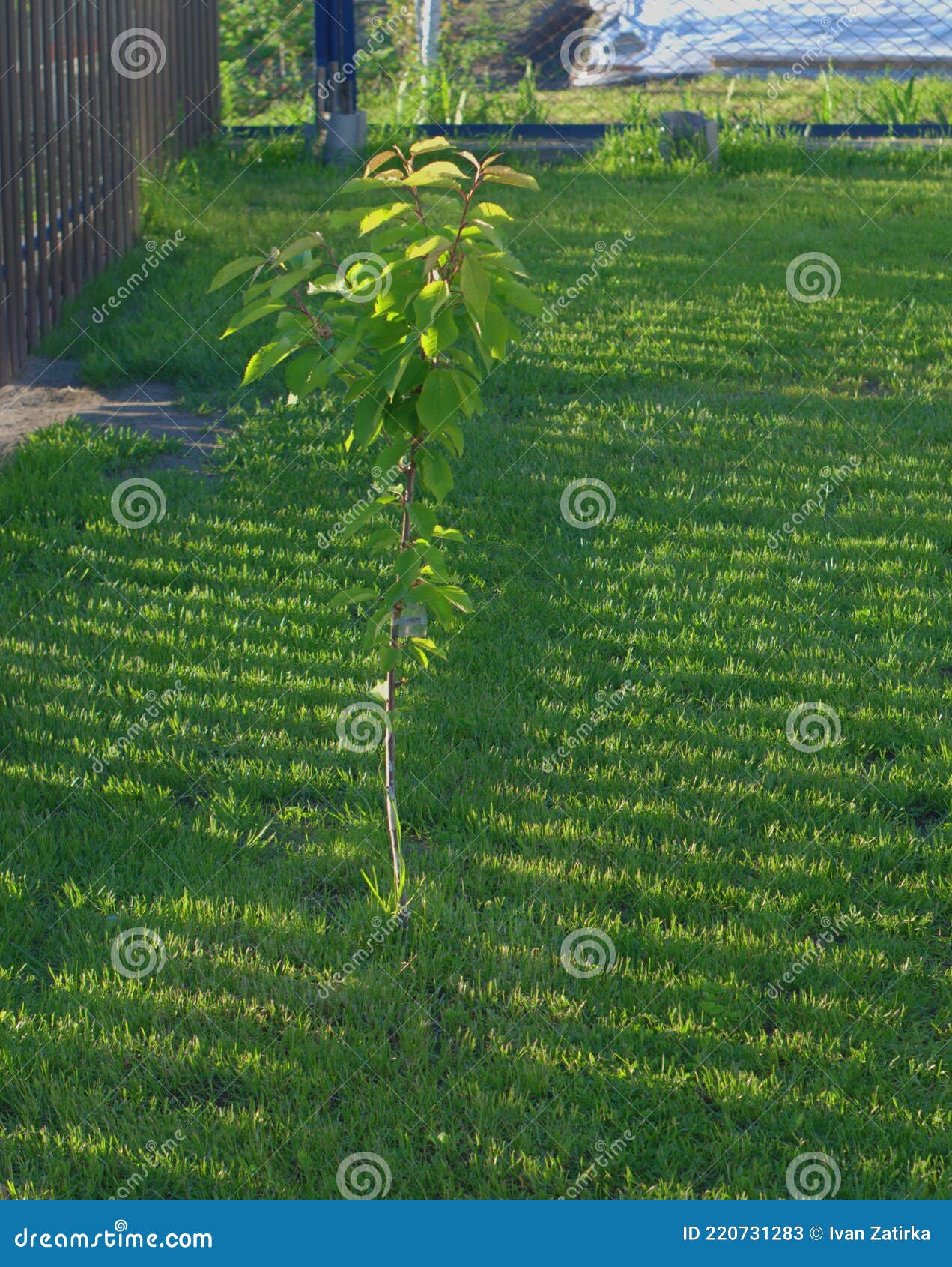 Little Young Cherry Tree Grows in the Garden Stock Image - Image of ...