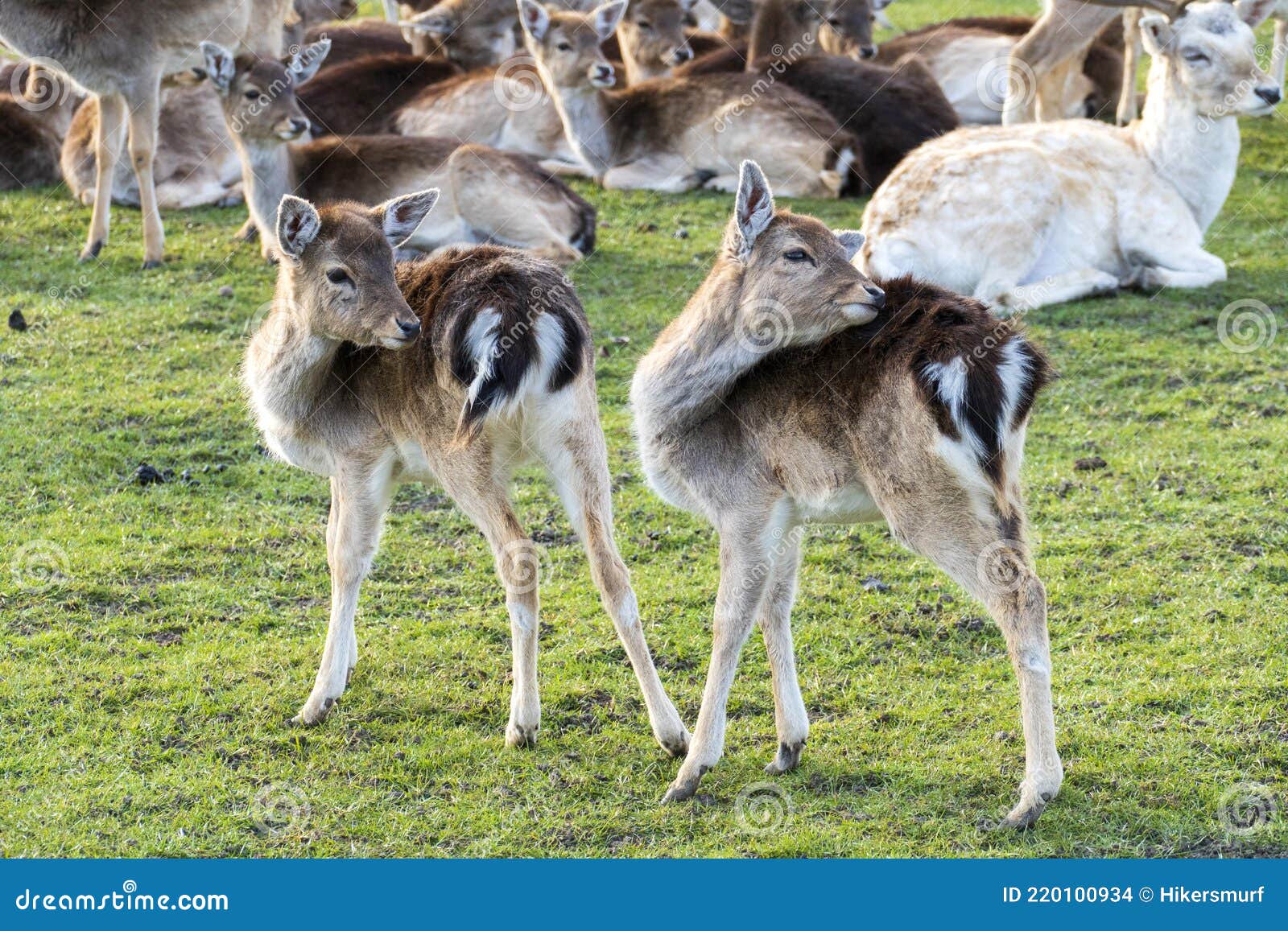Young Fallow Calf on a Meadow Stock Photo - Image of fallow, goat ...