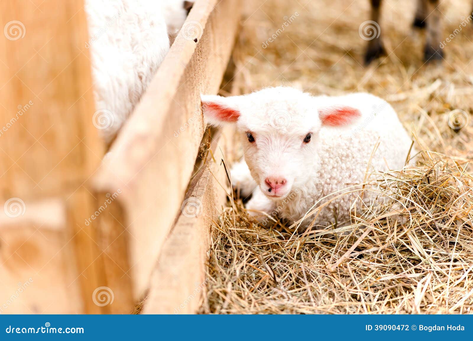 Little Young Lamb Sitting at Agriculture Farm Stock Photo - Image of ...