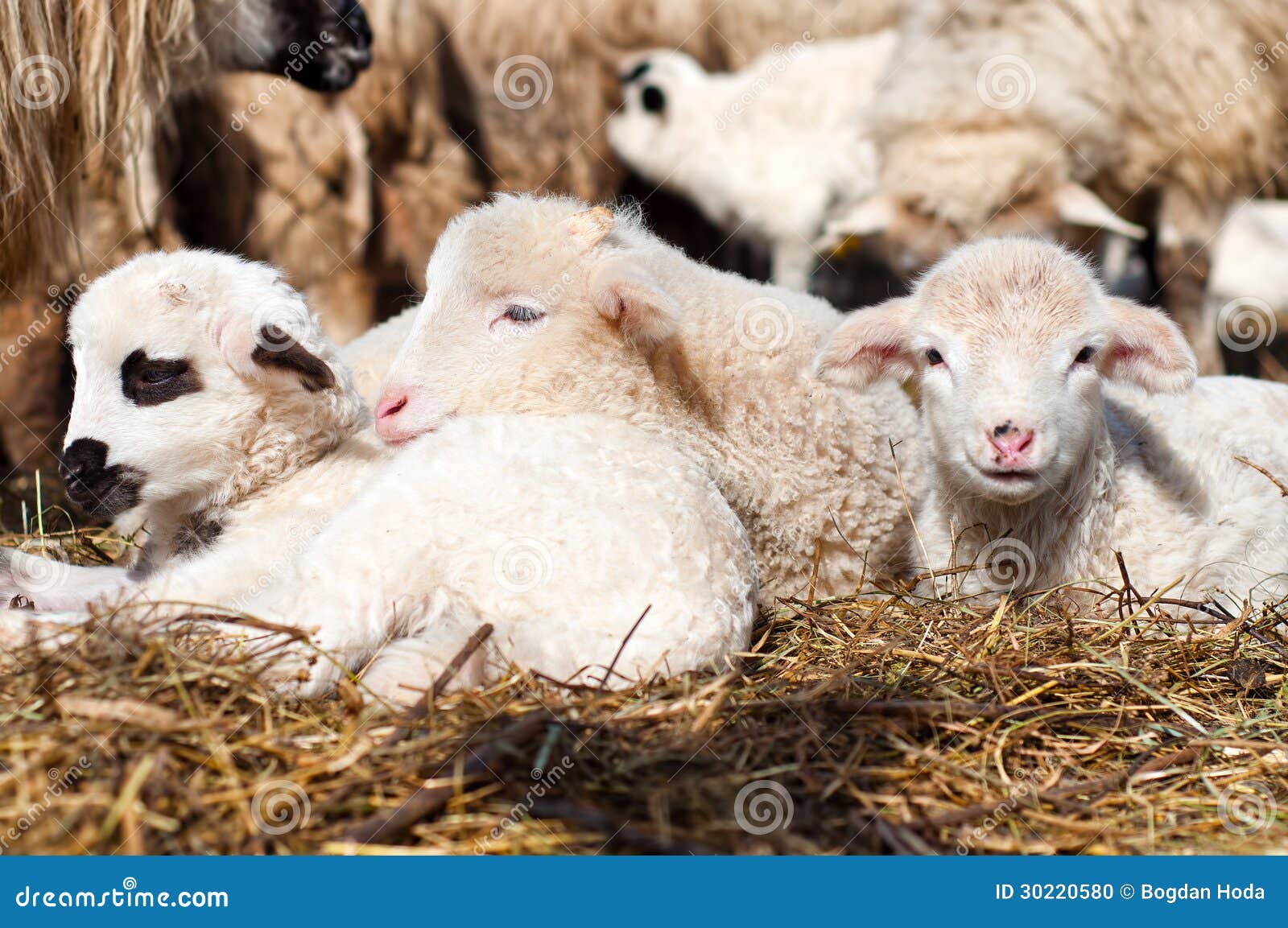 Little Young Lambs Smiling at Camera and Sleeping Stock Photo - Image ...