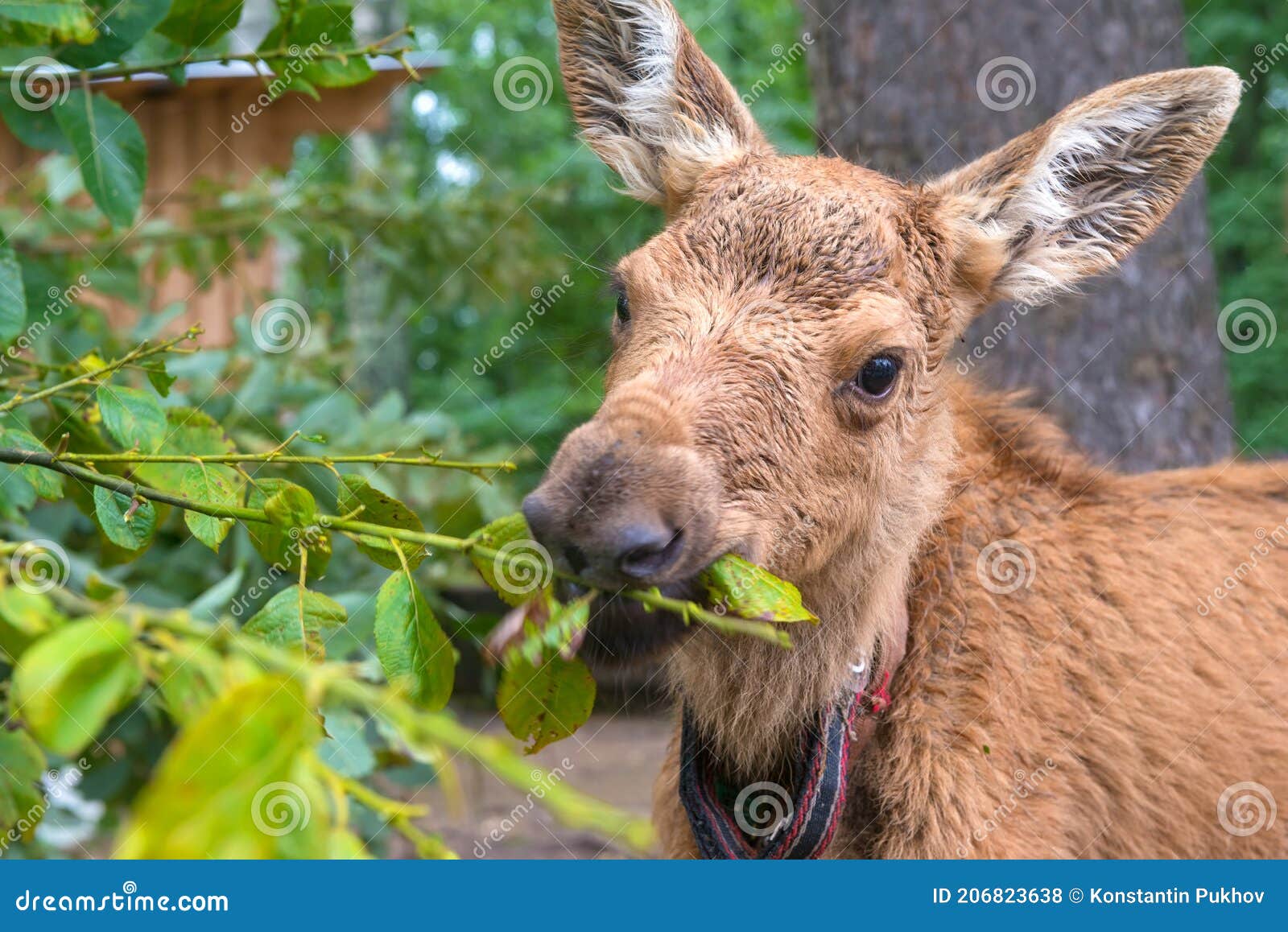 Delicious Nutritious Breakfast Stock Photo - Image of artiodactyl, leaf ...
