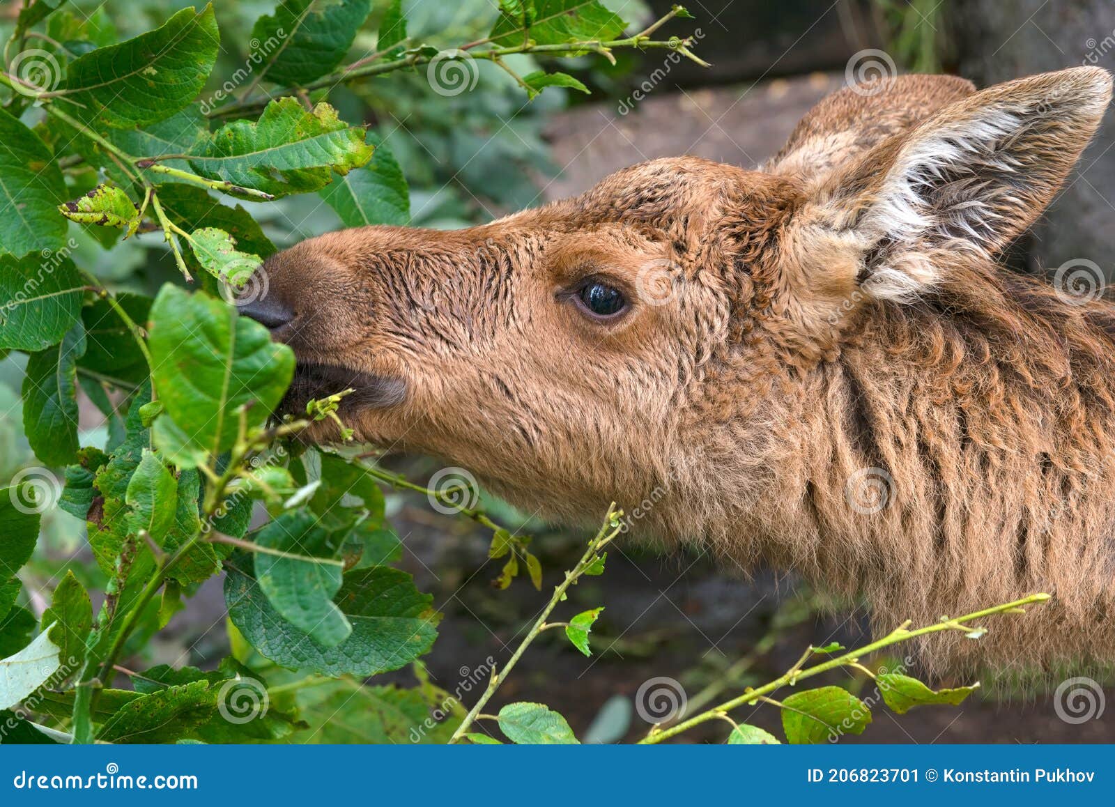 Little Young Moose Eats Leaves Stock Image - Image of forest, leaf ...