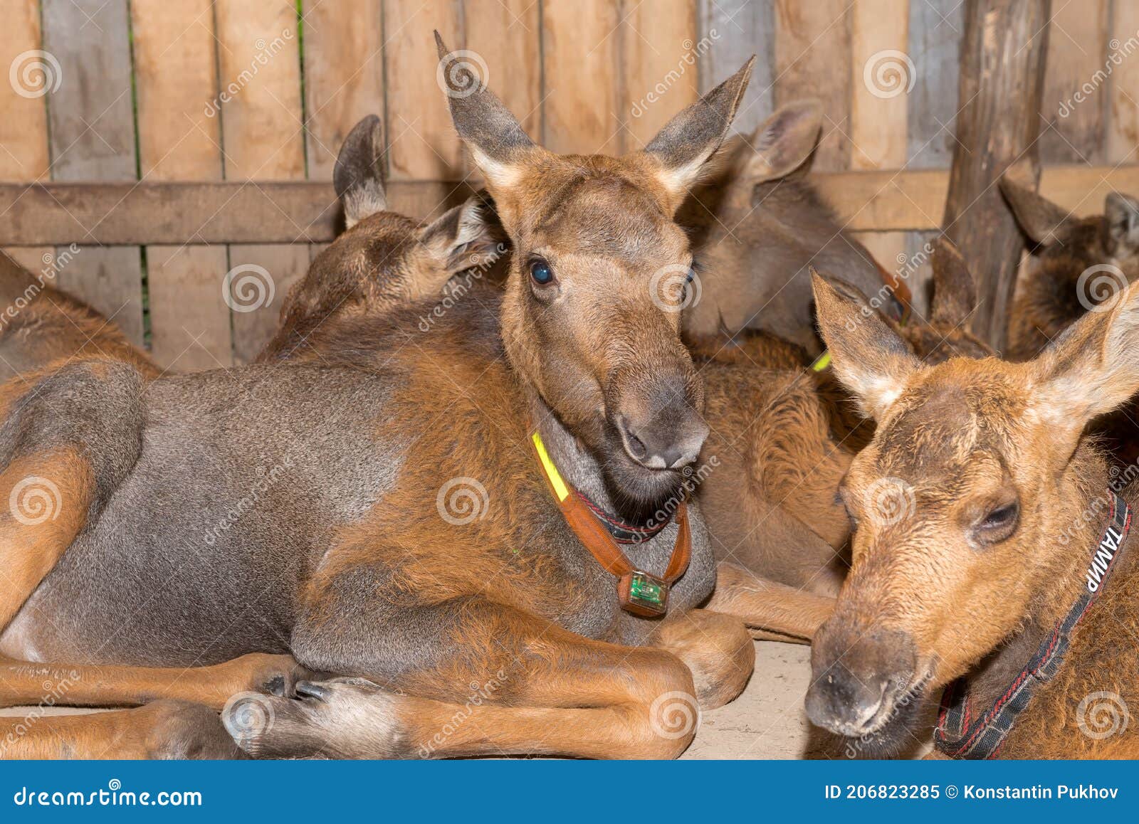 Young moose stock image. Image of animal, bull, deer - 206823285