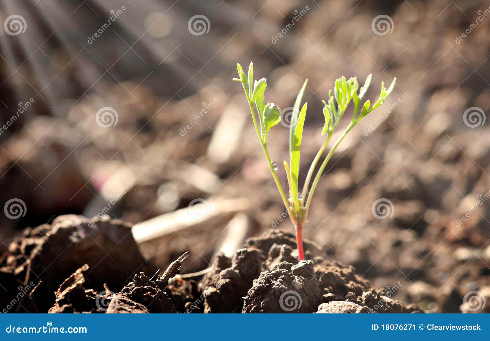 Little young plant sprout stock image. Image of garden - 18076271