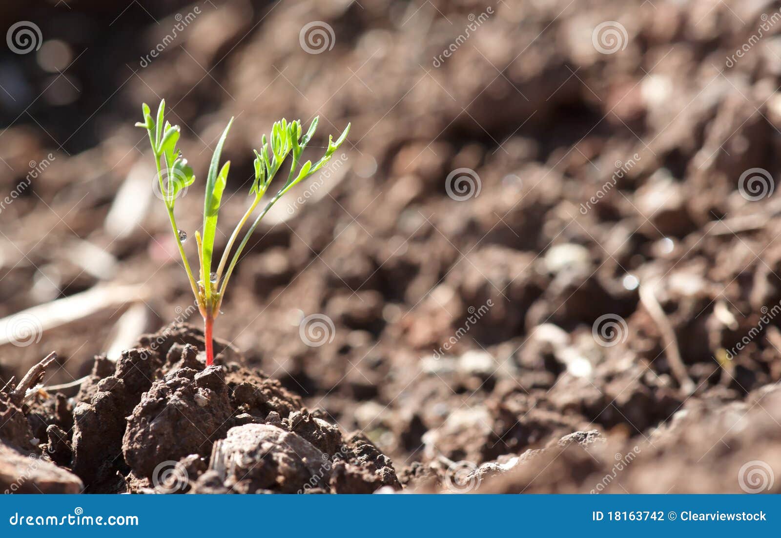 Little young plant sprout stock photo. Image of agriculture - 18163742