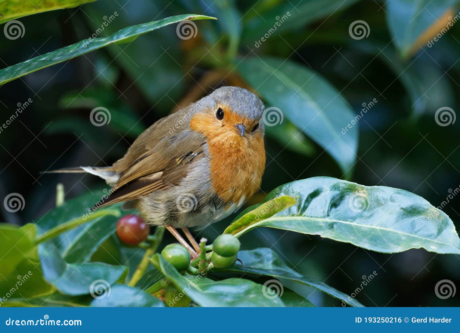A little young red robin stock photo. Image of forest - 193250216