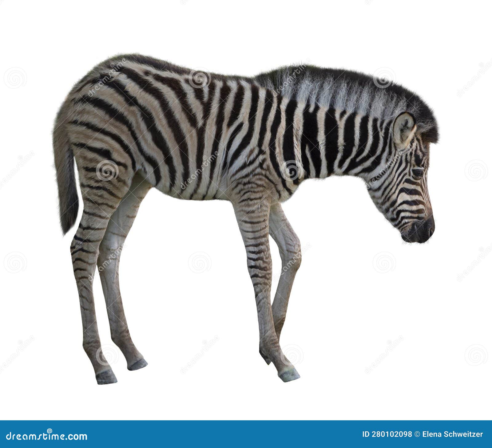 Little Zebra stock photo. Image of zebra, clip, isolated - 280102098