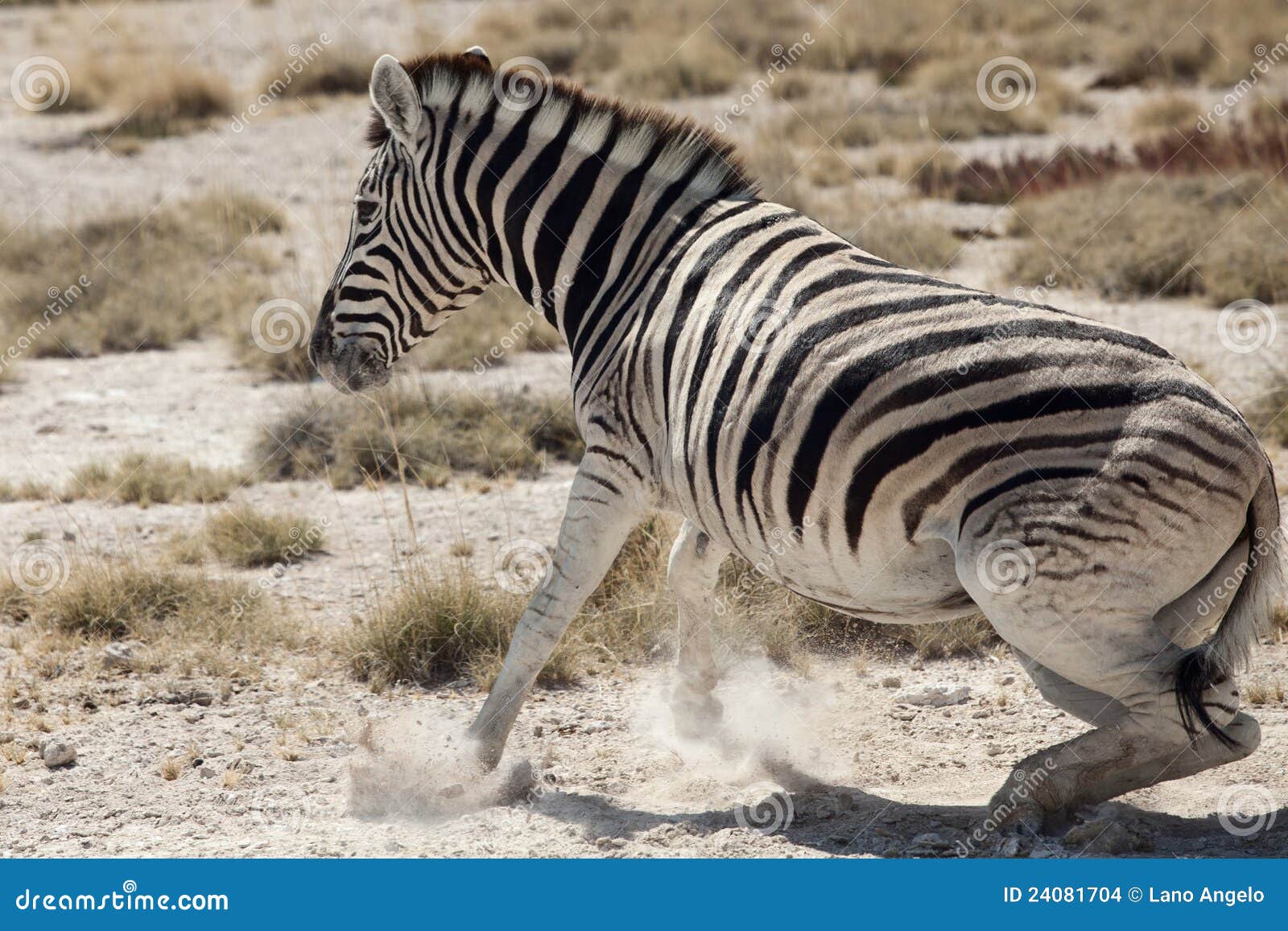 Little Zebra Portrait Namibia Stock Photo - Image of close, environment ...