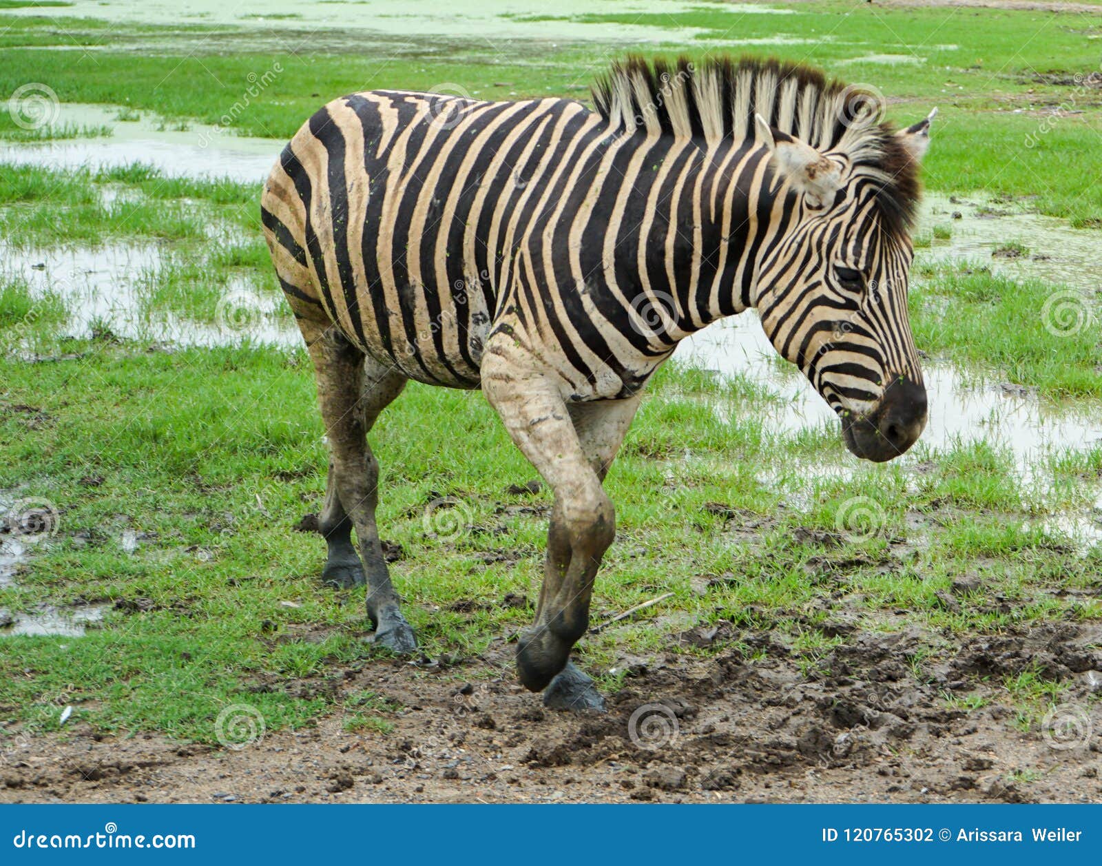 A Zebra is Walking in the Mud Stock Photo - Image of black, namibia ...