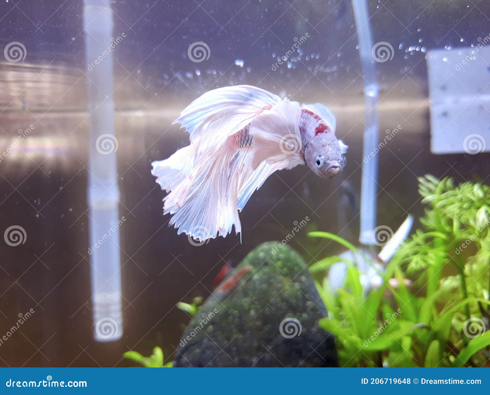 White Betha Stock Photos - Free & Royalty-Free Stock Photos from Dreamstime