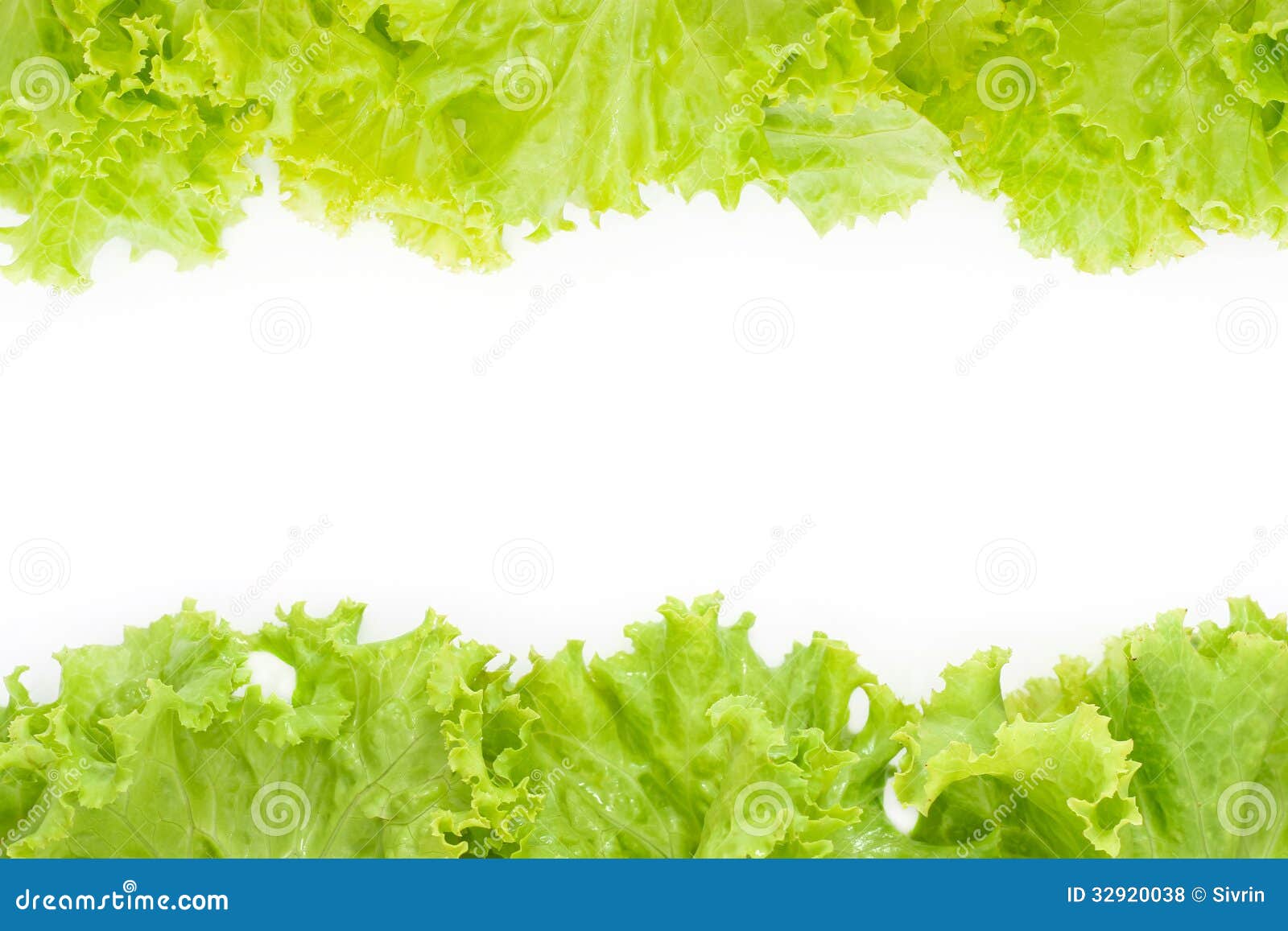 Littuce on White Background Stock Photo - Image of plants, healthy ...
