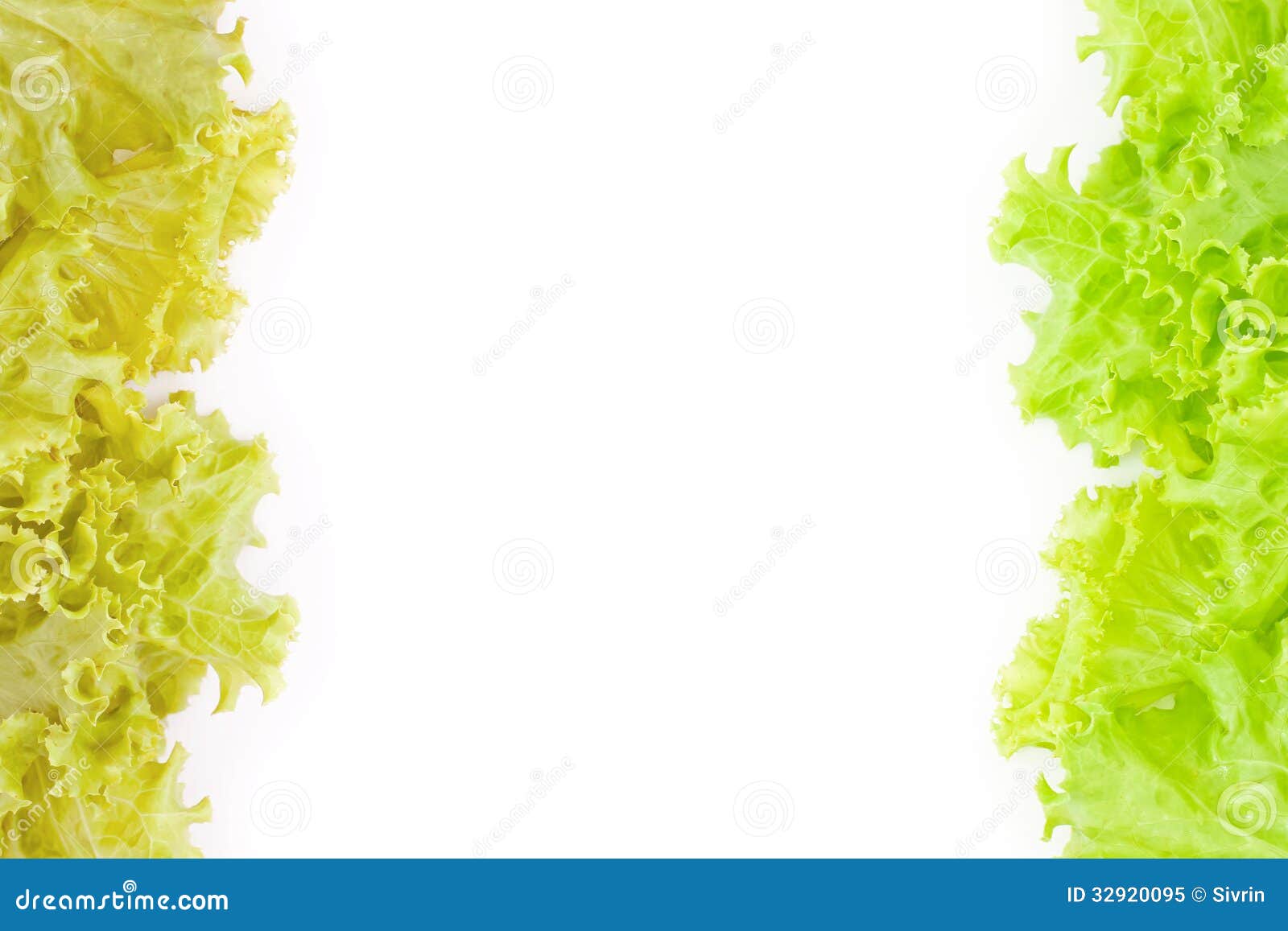Littuce on White Background Stock Image - Image of lettuce, health ...