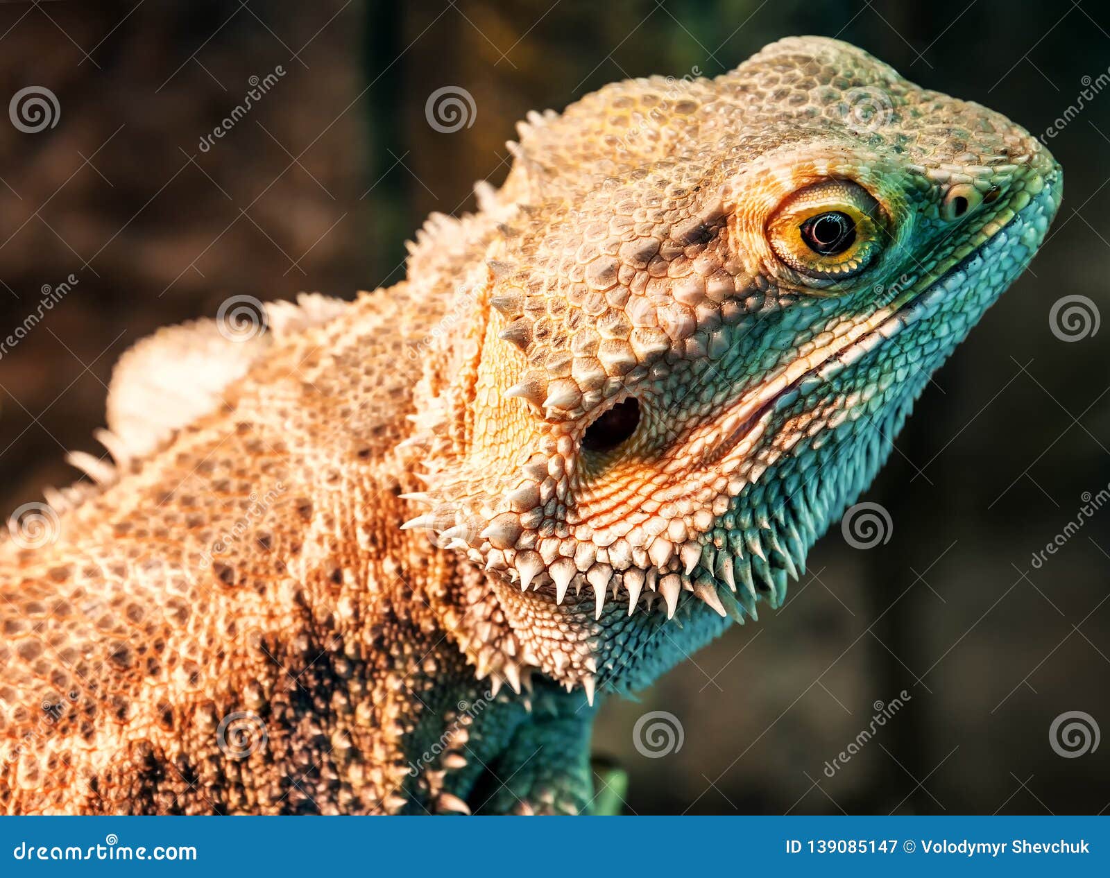 Live bearded agama stock image. Image of pets, nature - 139085147