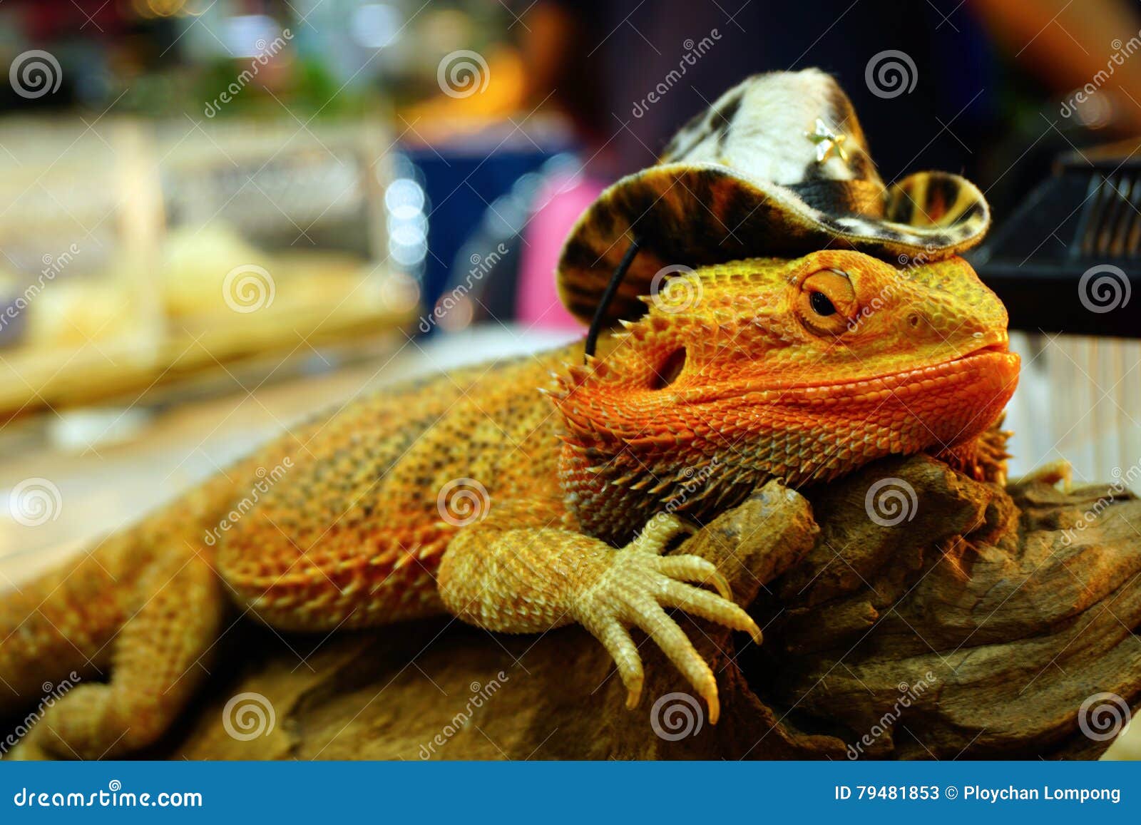 Live Agama Lizard is Wearing a Cowboy Hat Stock Image - Image of brown ...