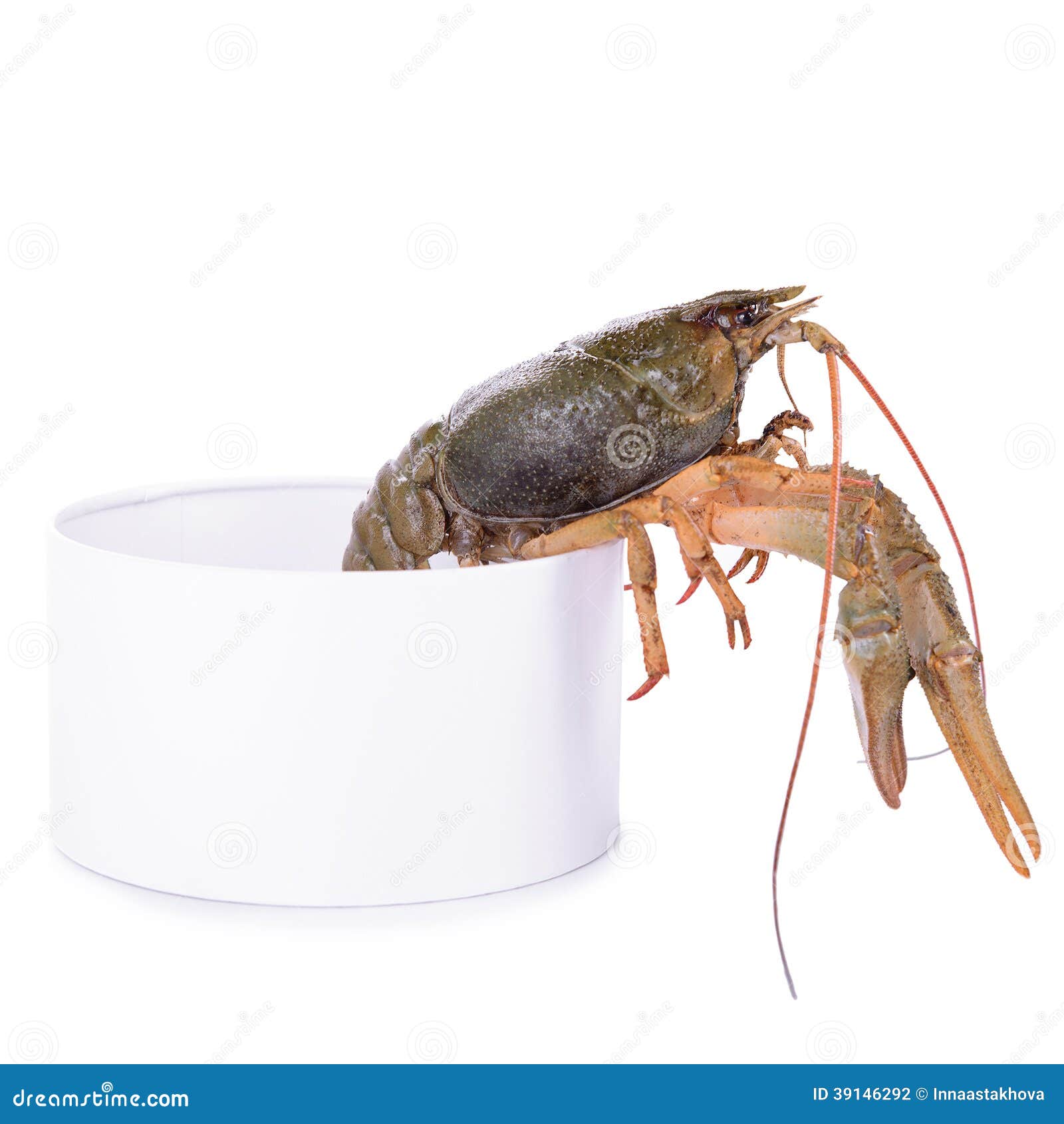 Live animal crawfishes stock photo. Image of invertebrate - 39146292