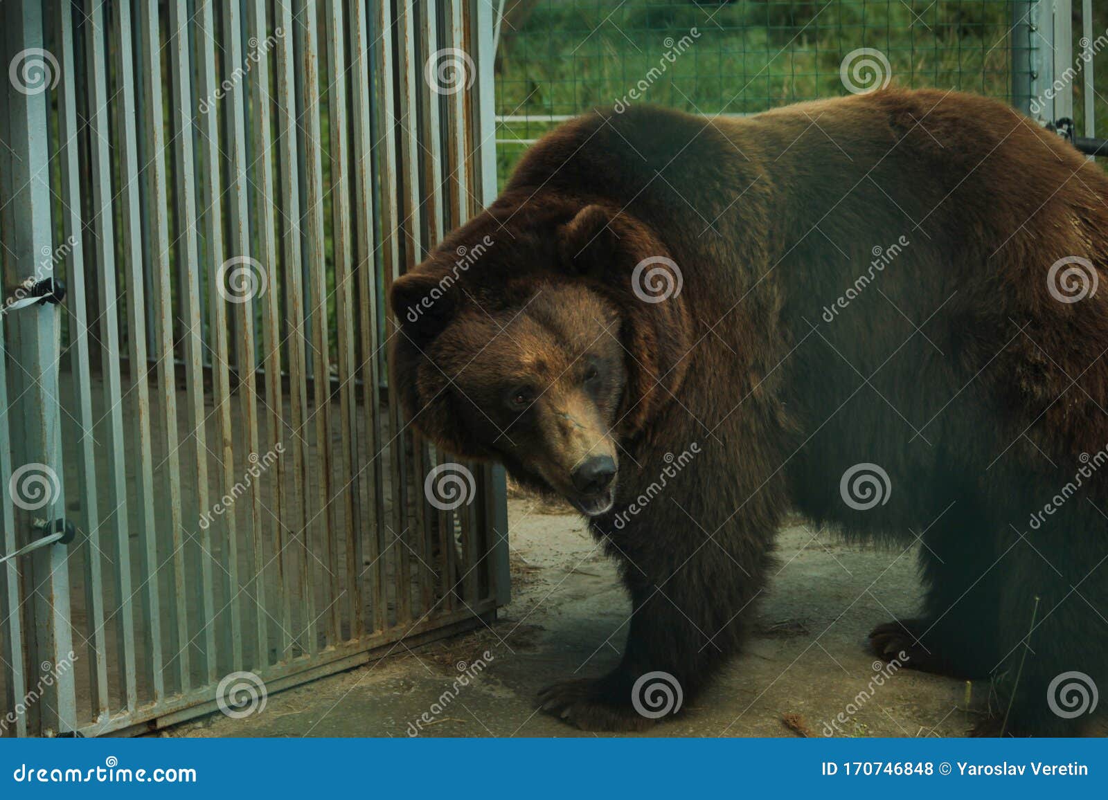 Live Bear Behind Grids of a Cage Stock Photo - Image of loneliness ...