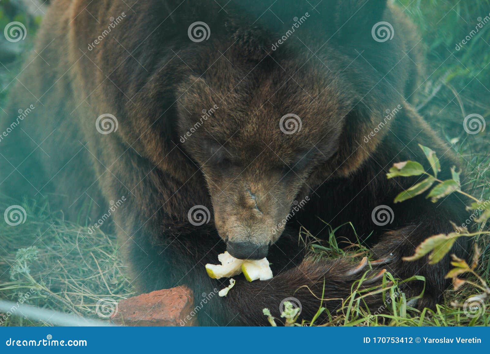 Live Bear Behind Grids of a Cage Stock Photo - Image of head, brown ...
