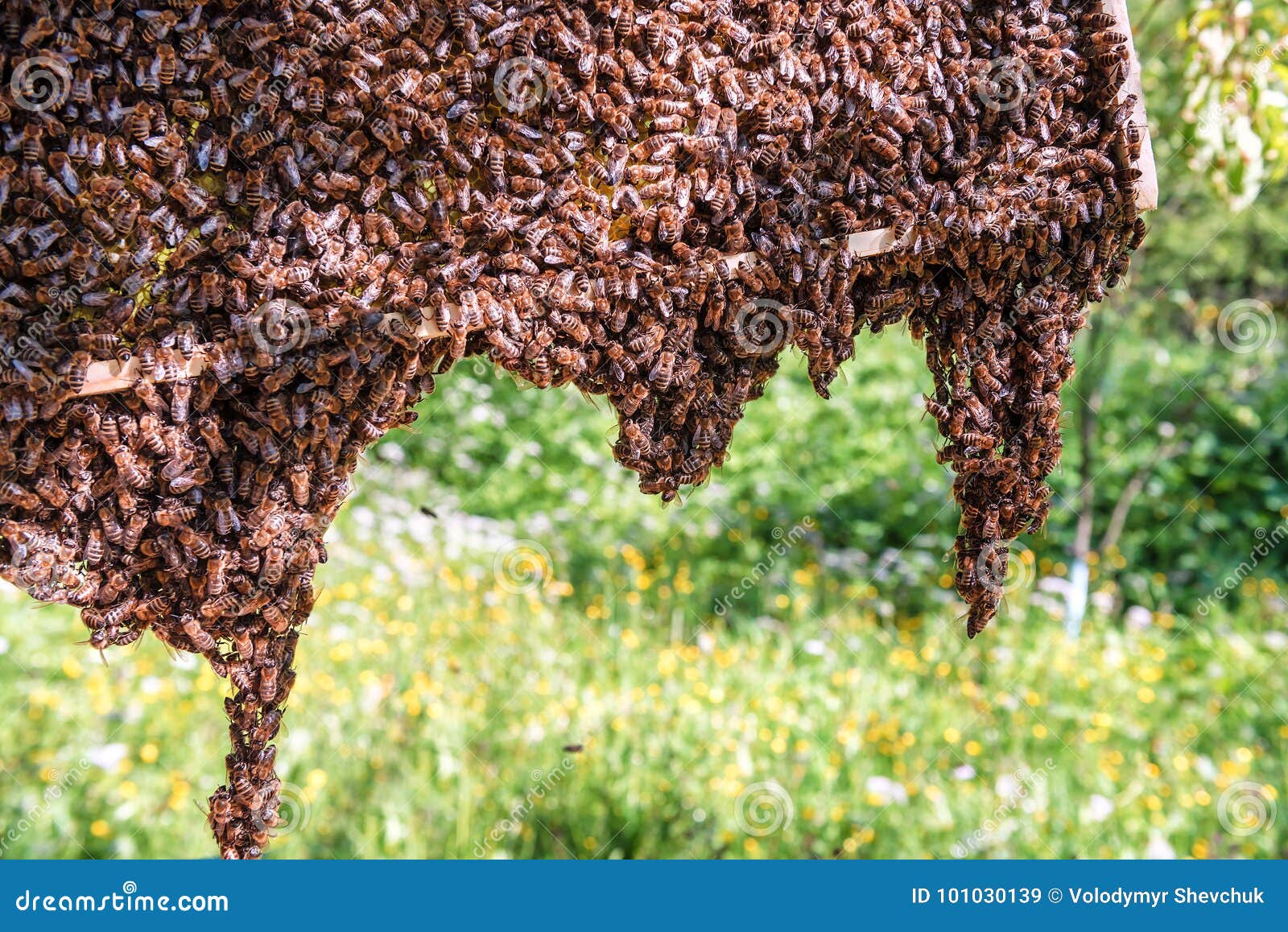 Live bee swarm stock image. Image of nature, bunch, insect - 101030139