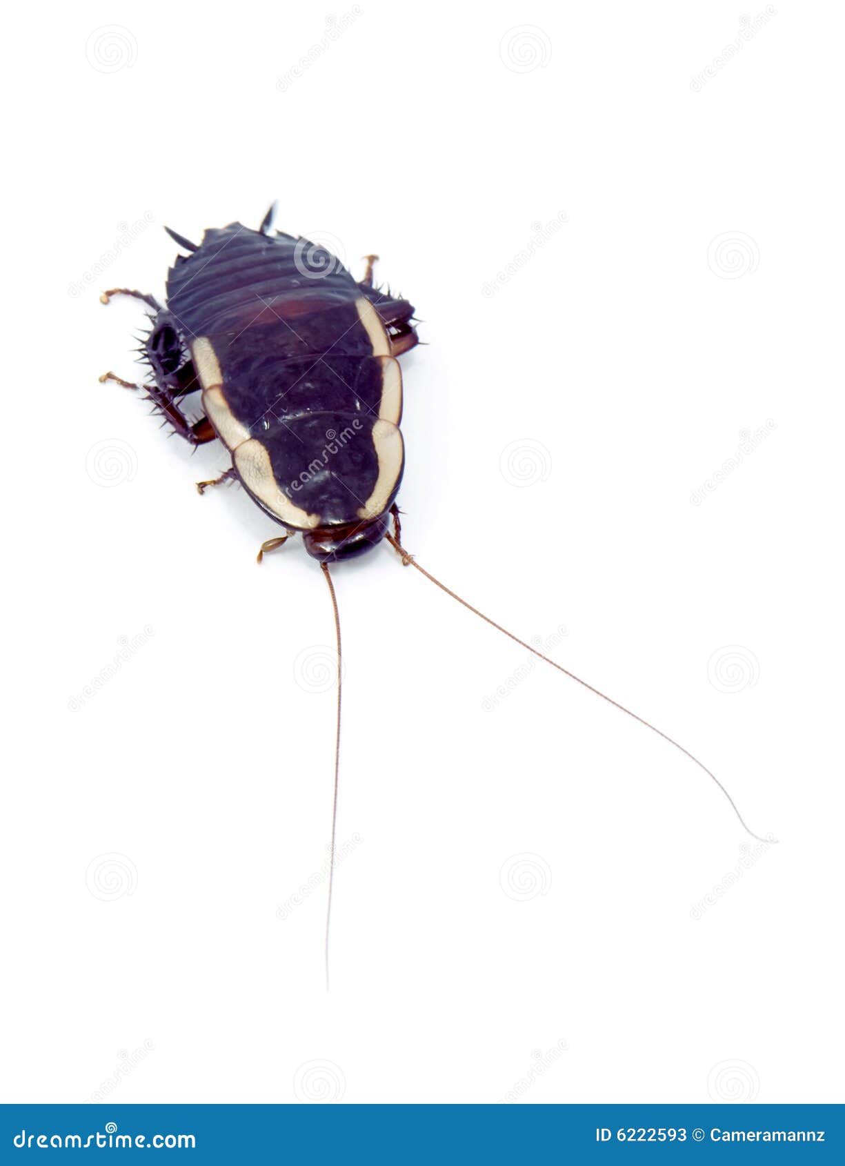 Live big cockroach stock image. Image of creeping, revolting - 6222593