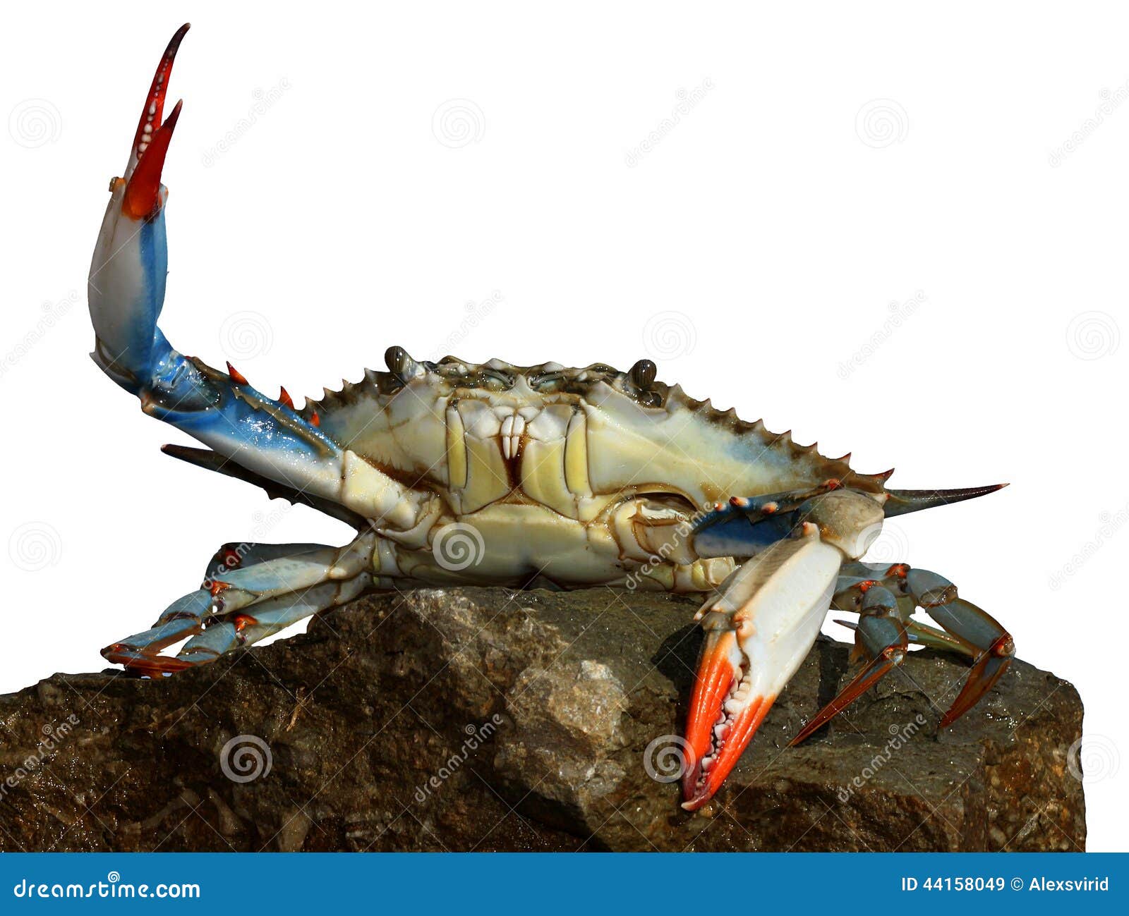 Live Blue Crab in a Fight Pose Stock Image - Image of claw, crayfish ...