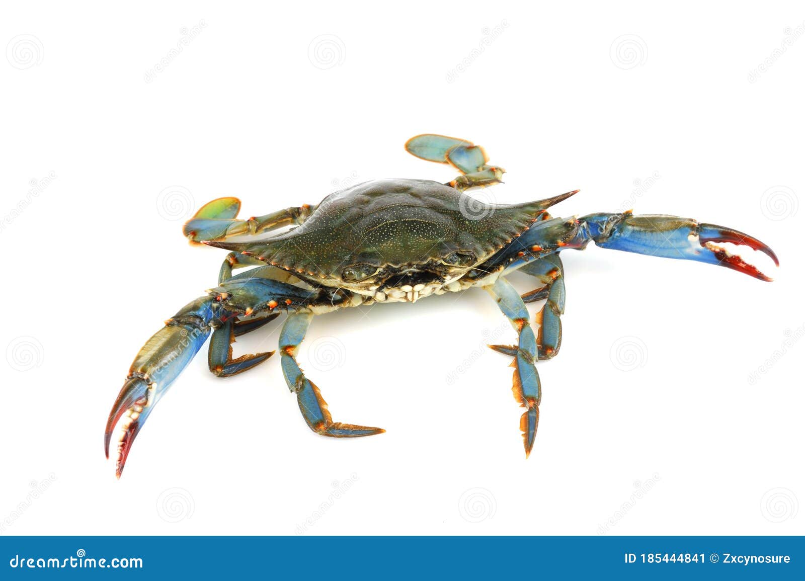 Live Blue Crab Isolated on White Background Stock Image - Image of food ...