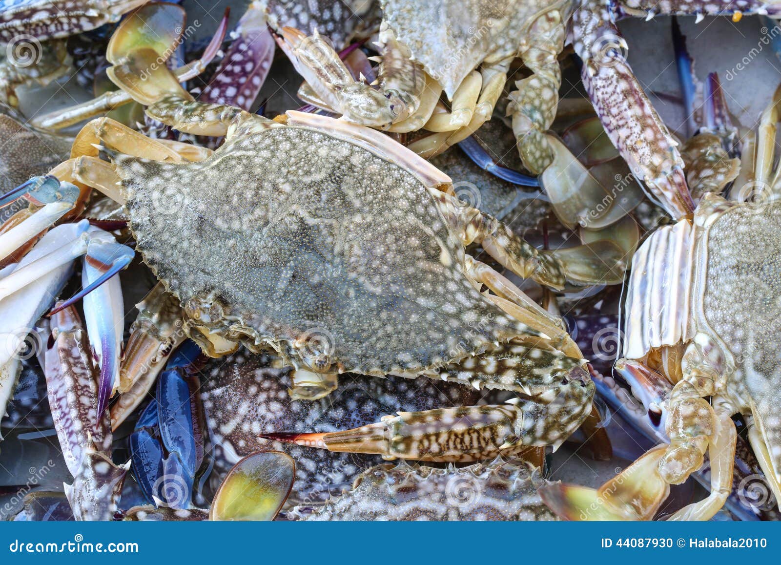 Live blue crabs stock photo. Image of boil, fresh, claw - 44087930