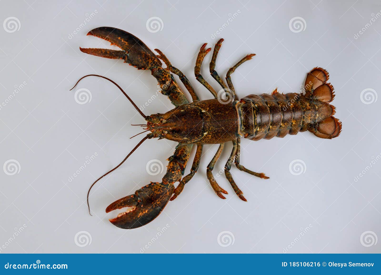 Brown Crayfish
