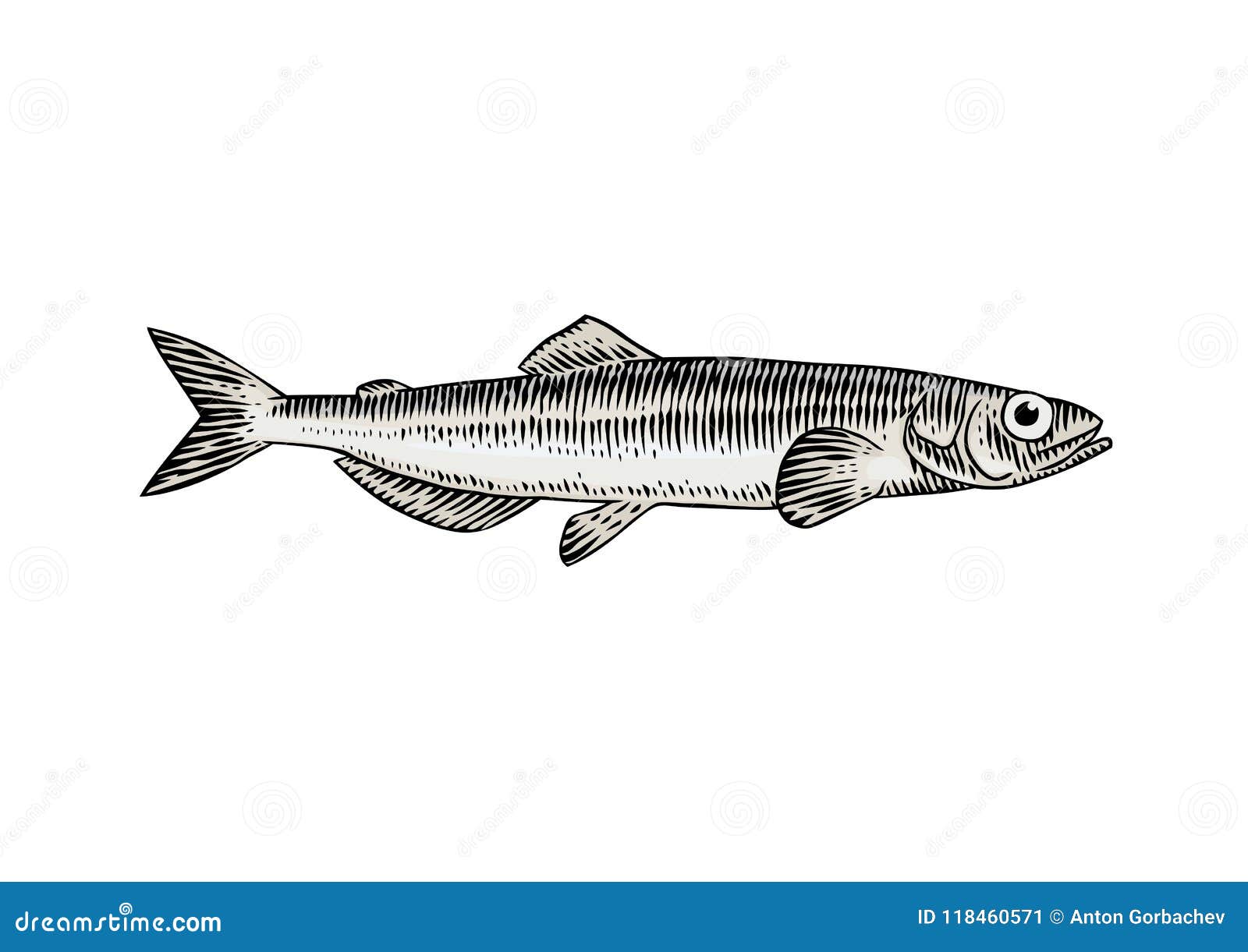 Live Capelin Royalty-Free Stock Photo | CartoonDealer.com #118460571