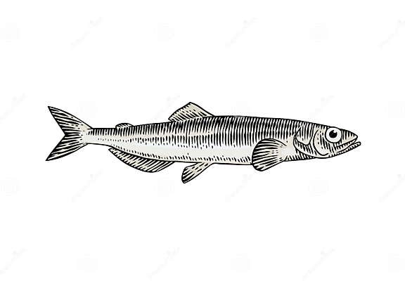 Live capelin stock illustration. Illustration of wildlife - 118460571