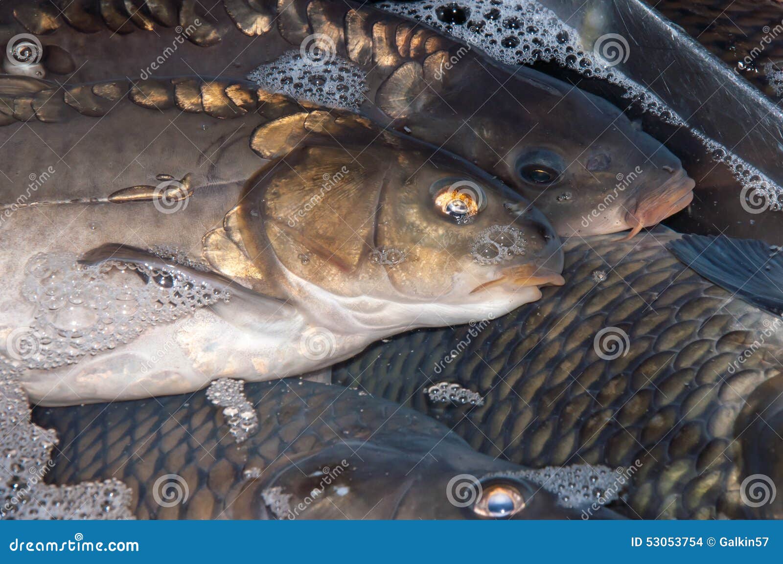 Live Carp for Sale at the Bazaar Stock Photo - Image of pond, food ...