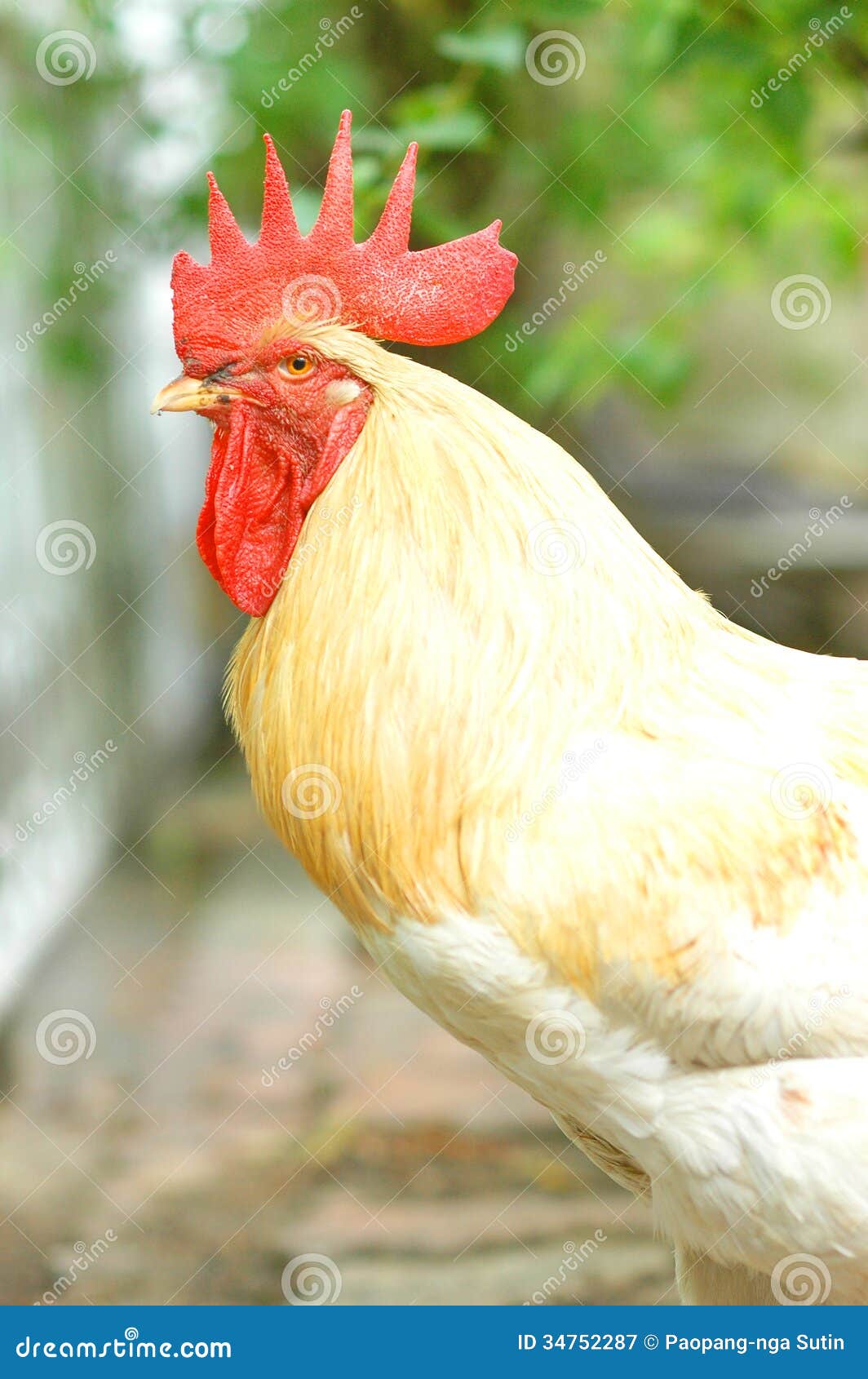 Live White Chicken