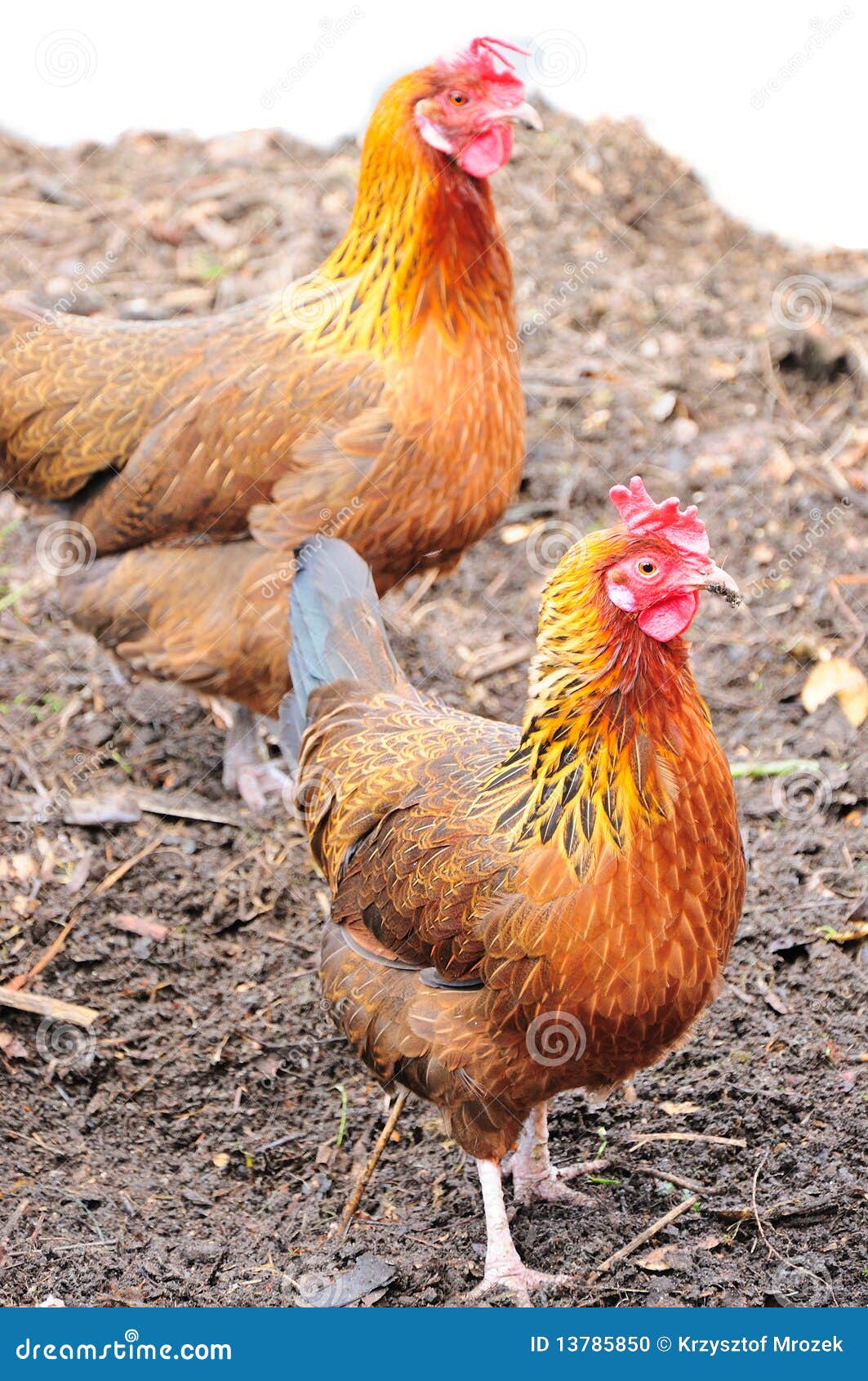 Live chicken burgers stock photo. Image of fear, chicken - 13785850