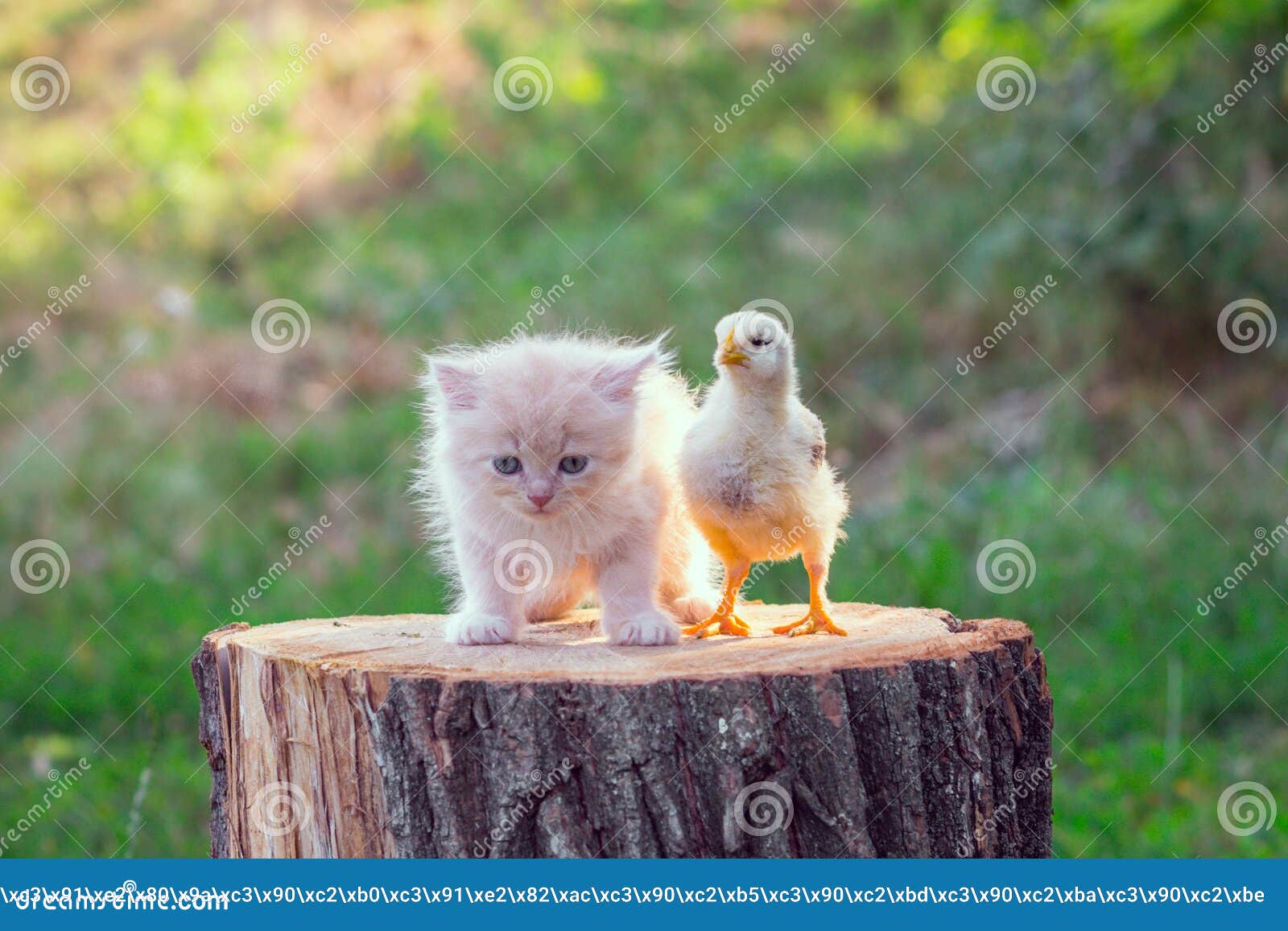 Live chicken with kitten stock photo. Image of mammal - 84877902