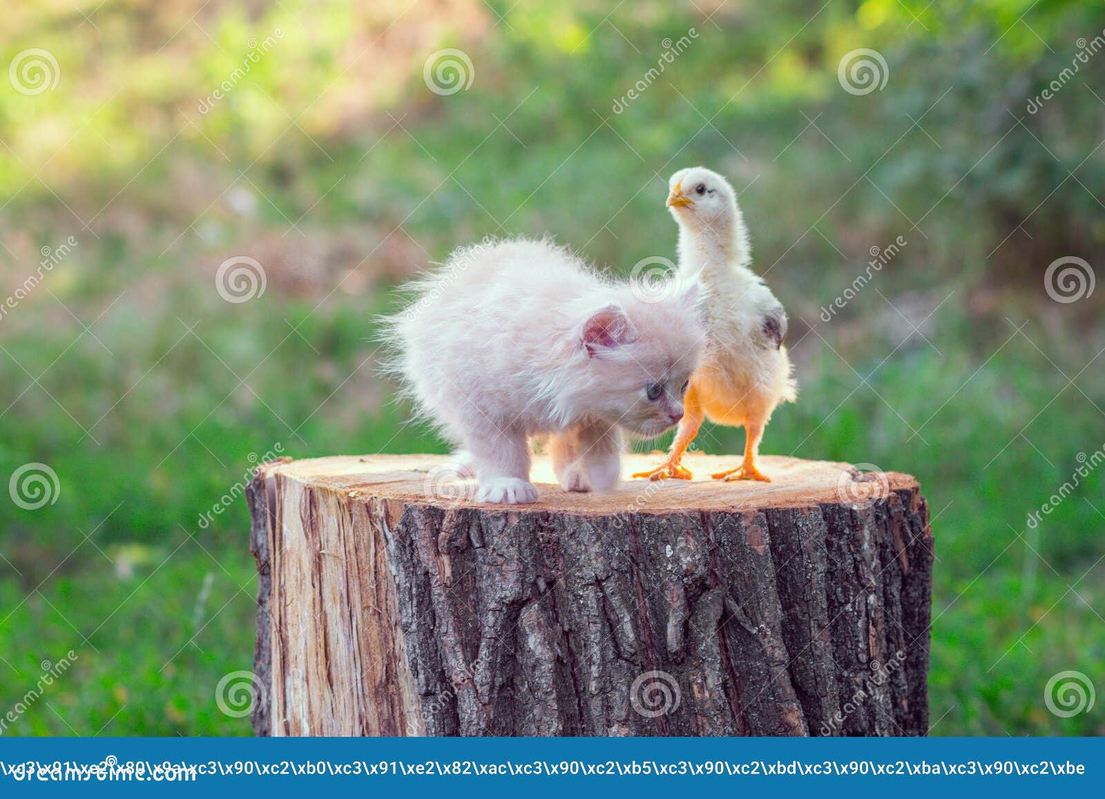 Live chicken with kitten stock photo. Image of poultry - 84895868