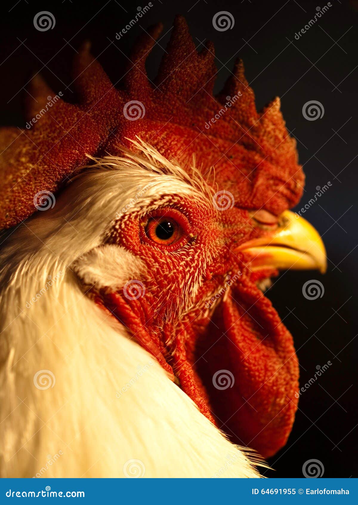 Live Chicken Portrait stock image. Image of bird, farming - 64691955