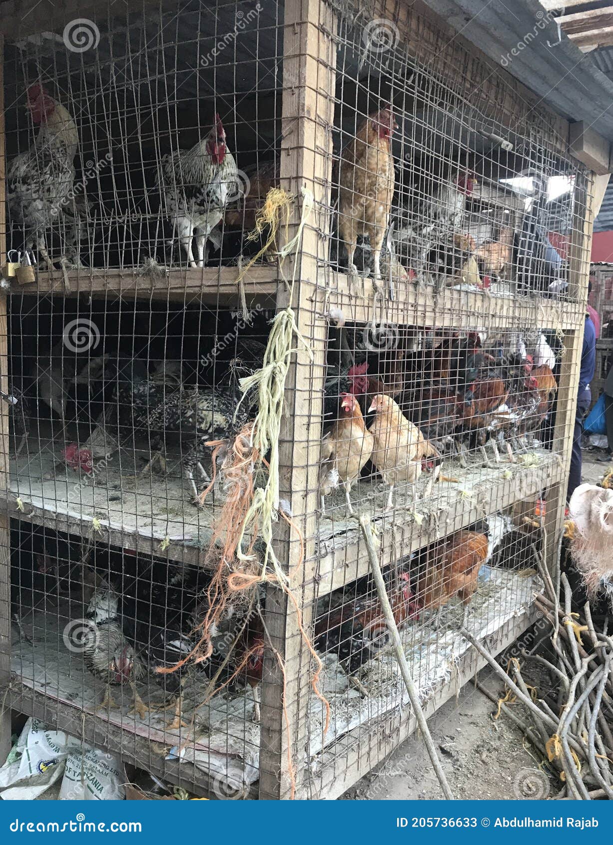 Live Chickens In Restaurant Food Display Royalty-Free Stock Image ...