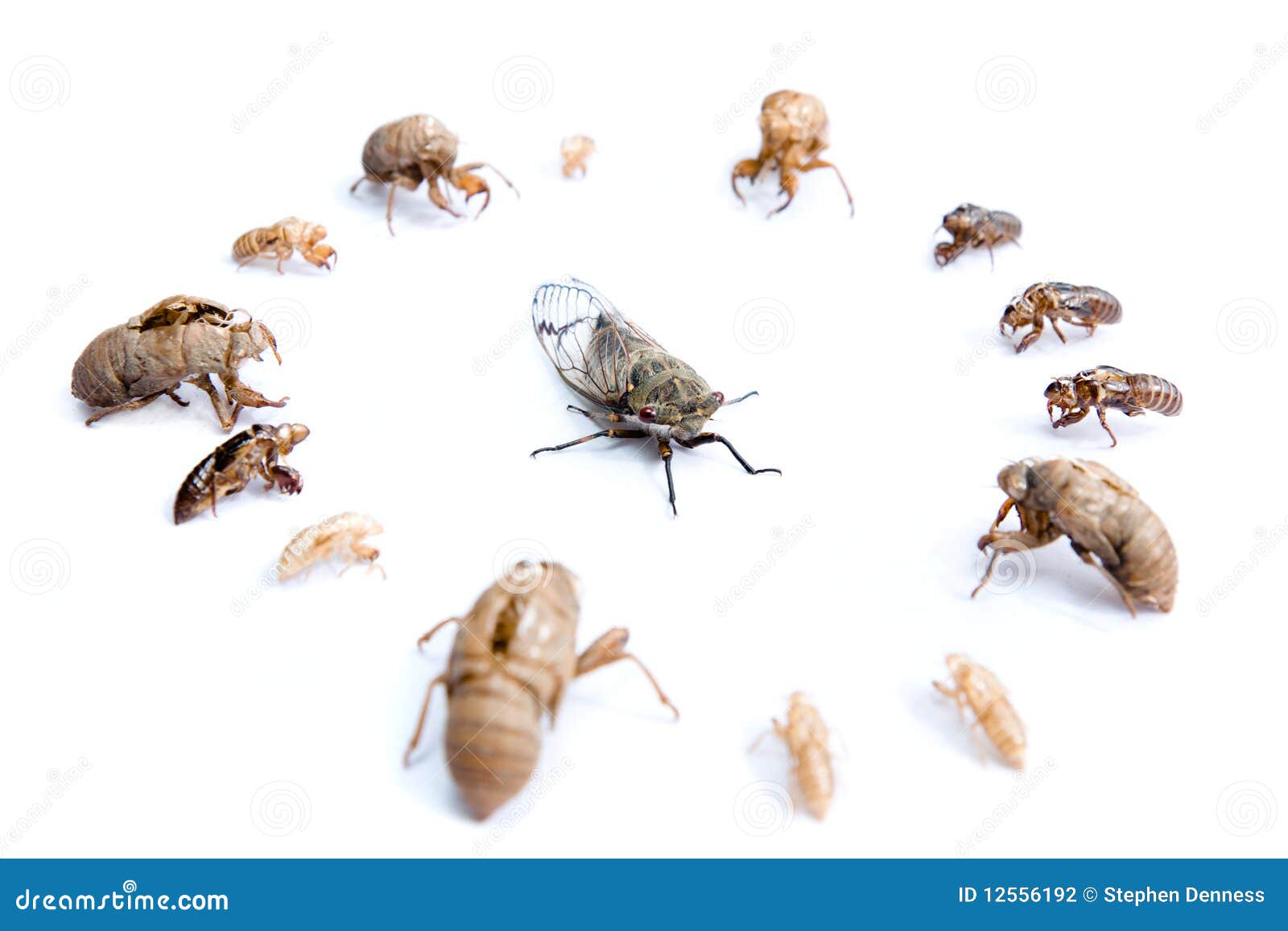 Live Cicada Surrounded by Old Skeletons Stock Photo - Image of concept ...
