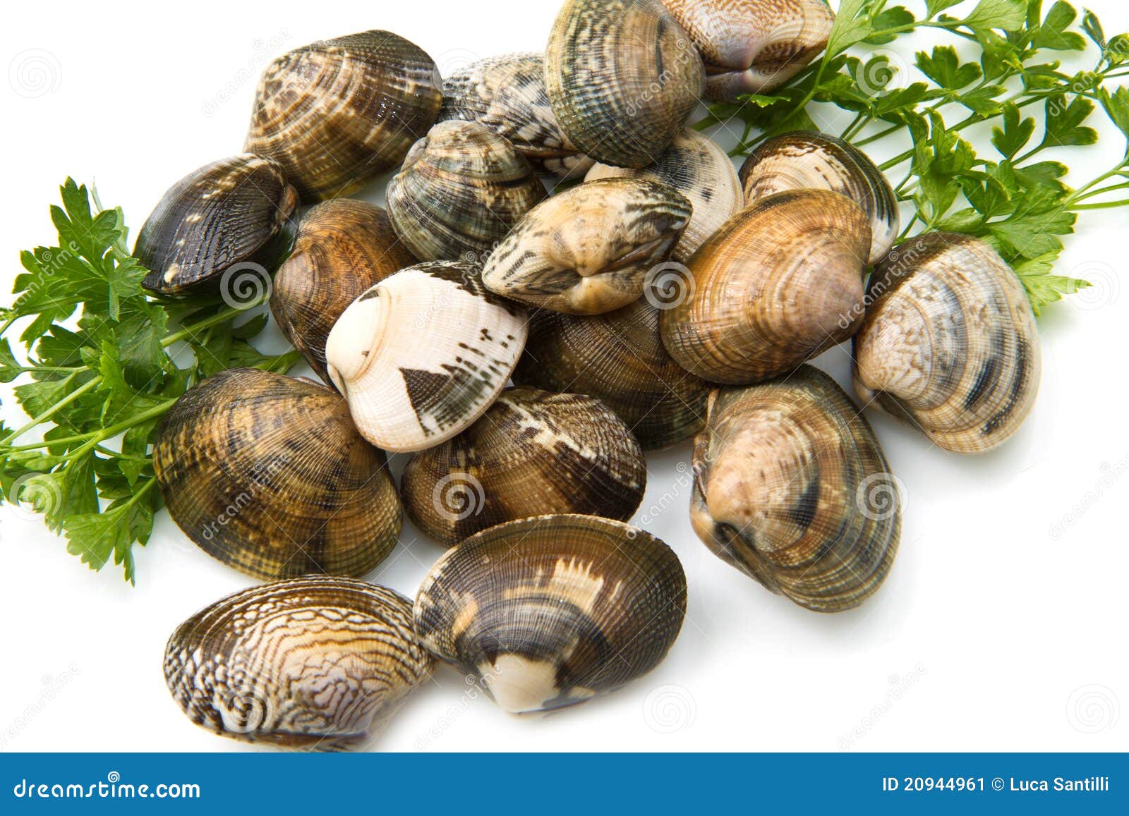 Live clams stock image. Image of isolated, live, white - 20944961