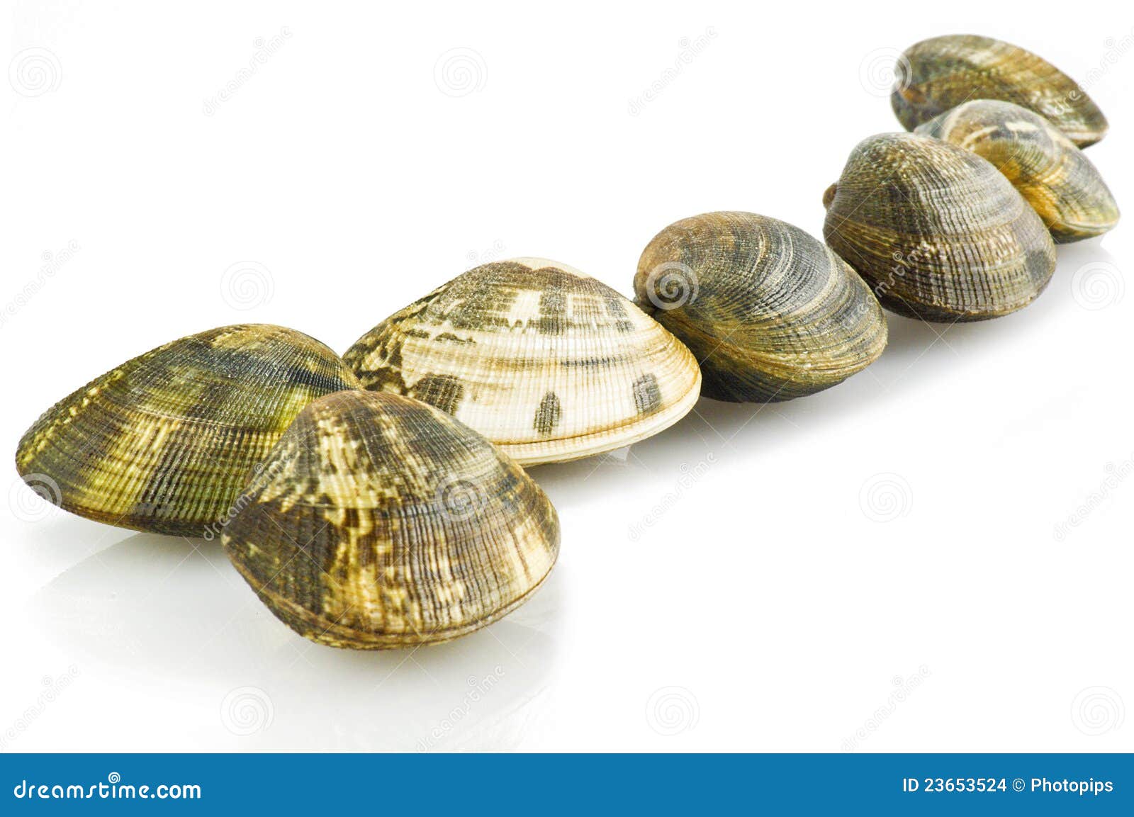 Live clams stock photo. Image of white, vitality, prepared - 23653524