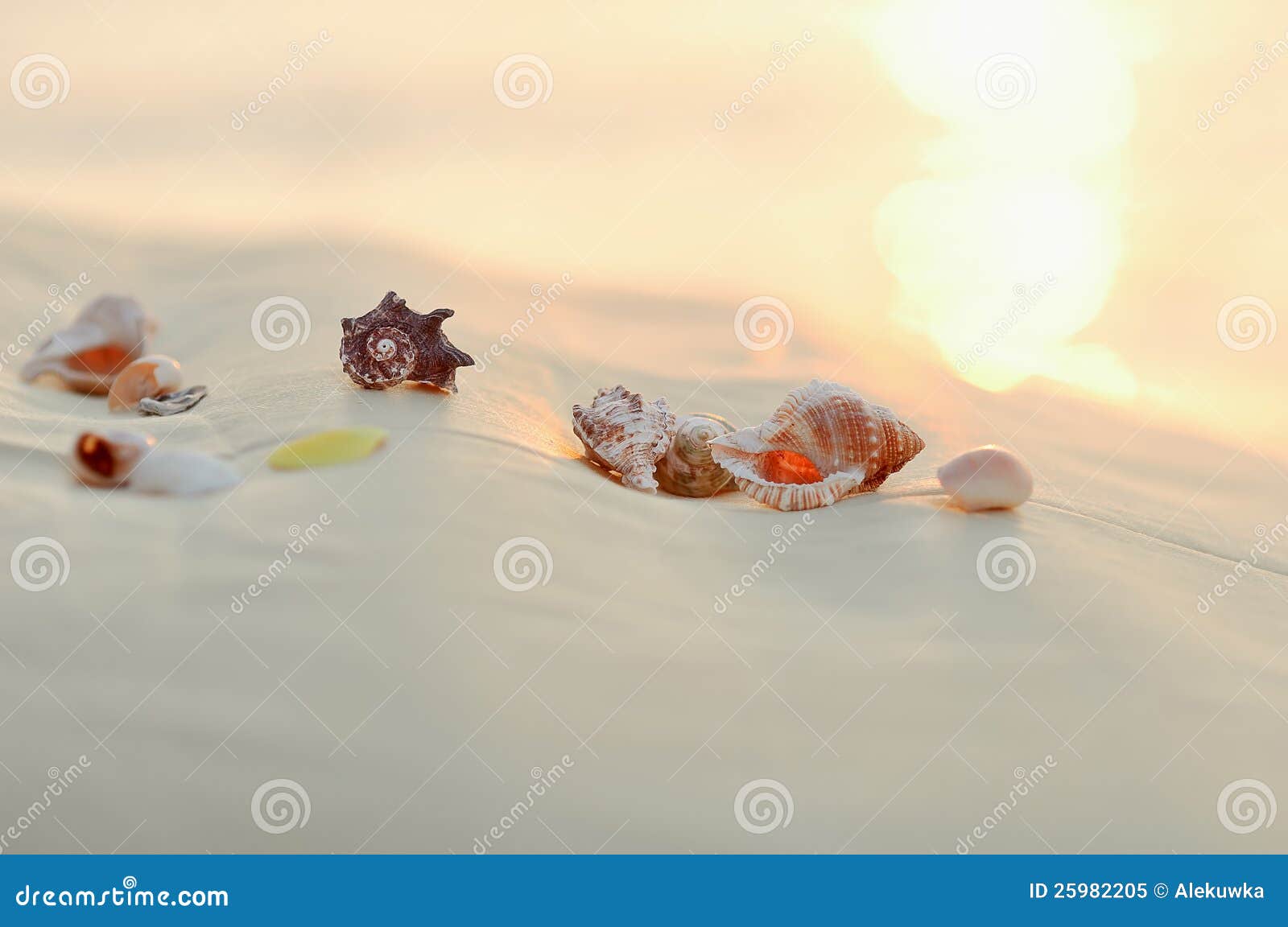 Live cockleshell stock image. Image of sink, group, snails - 25982205