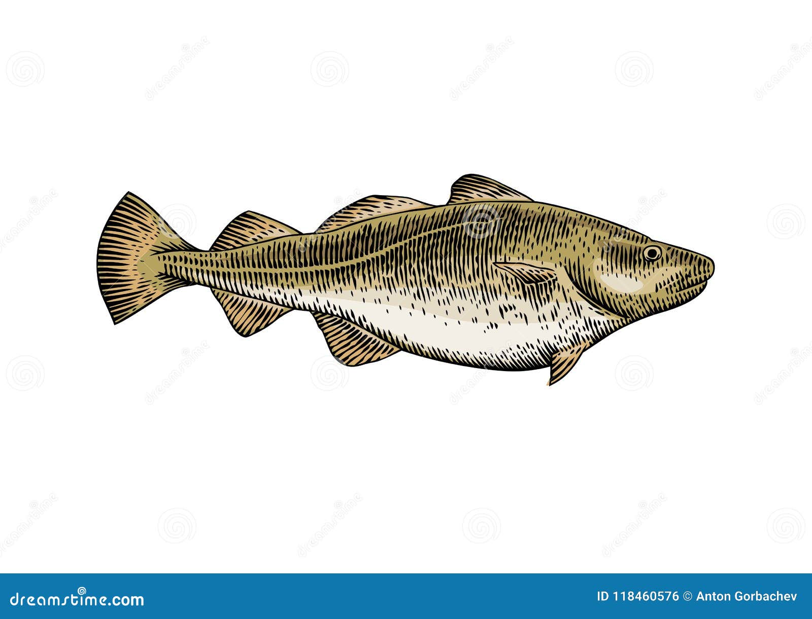 Live cod stock illustration. Illustration of drawing - 118460576
