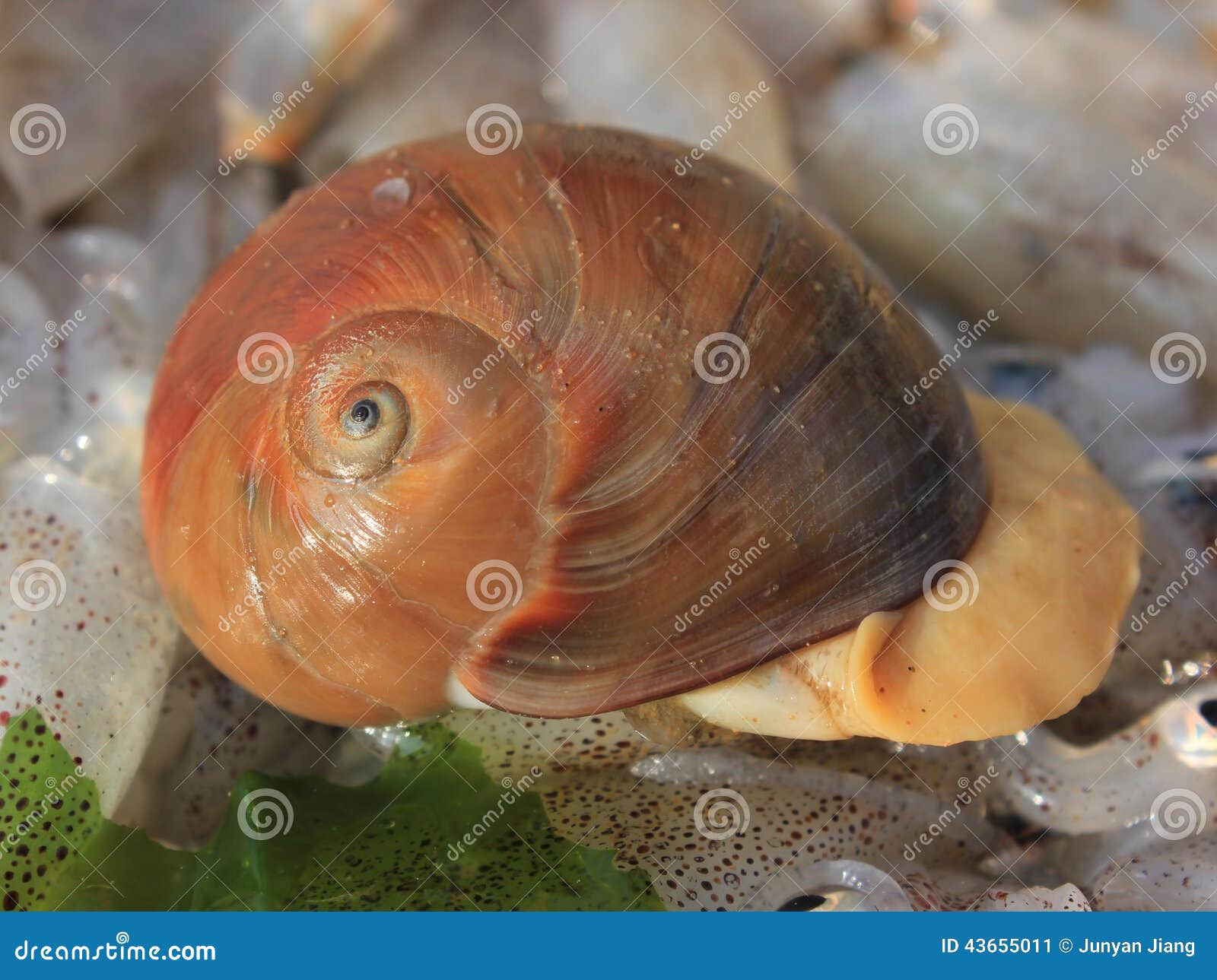 Live conch stock image. Image of large, object, ocean - 43655011