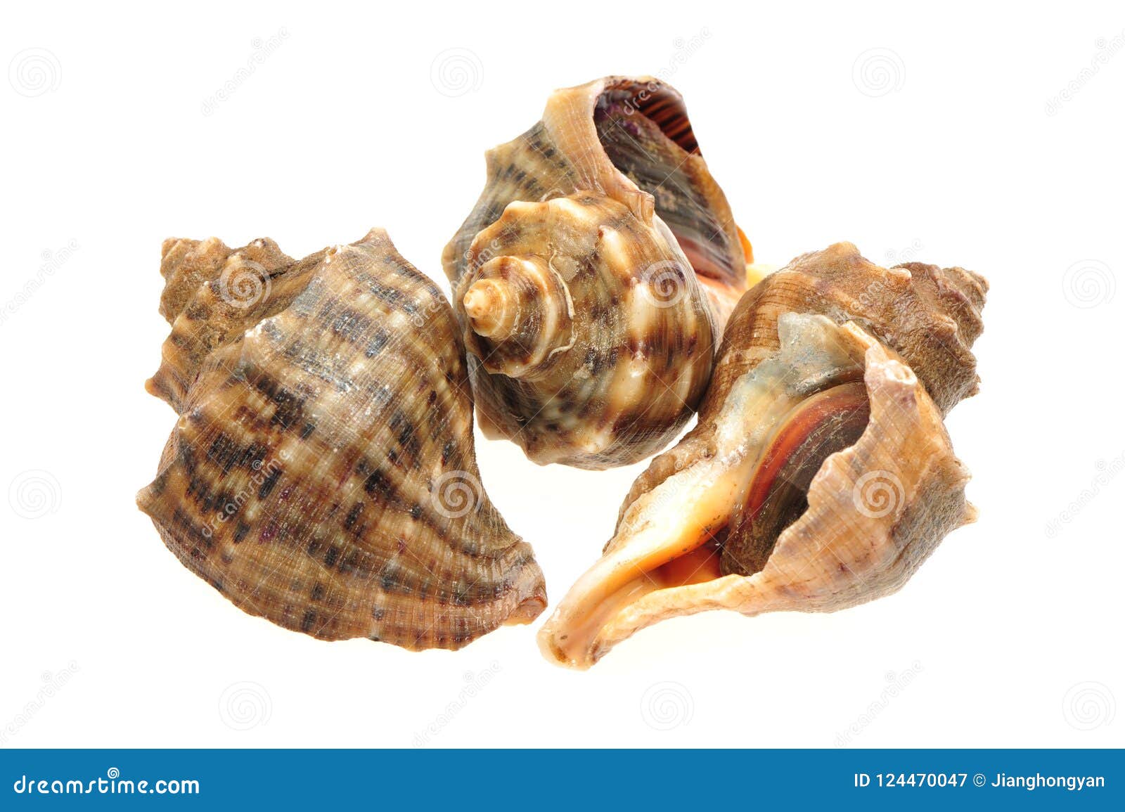 Beautiful live conch stock image. Image of shellfish - 124470047