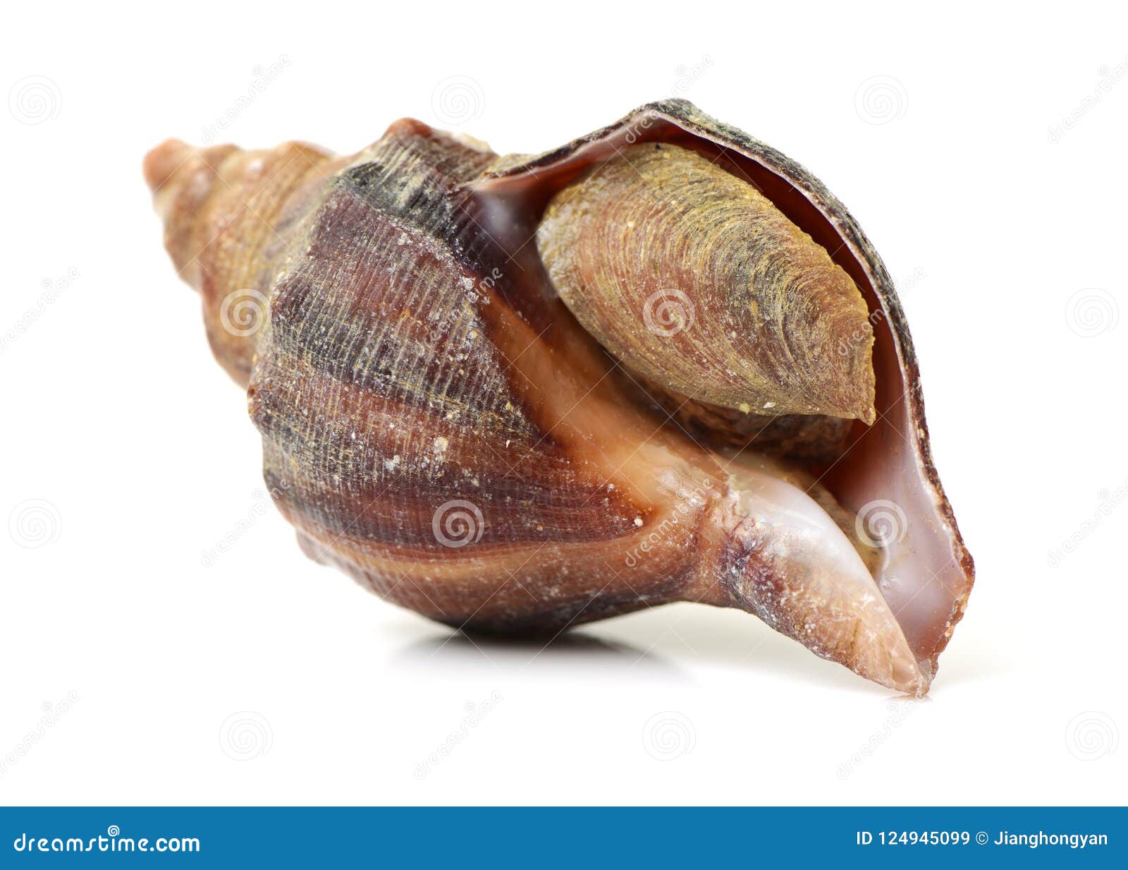 Live conch stock image. Image of dinner, steamed, saltwater - 124945099