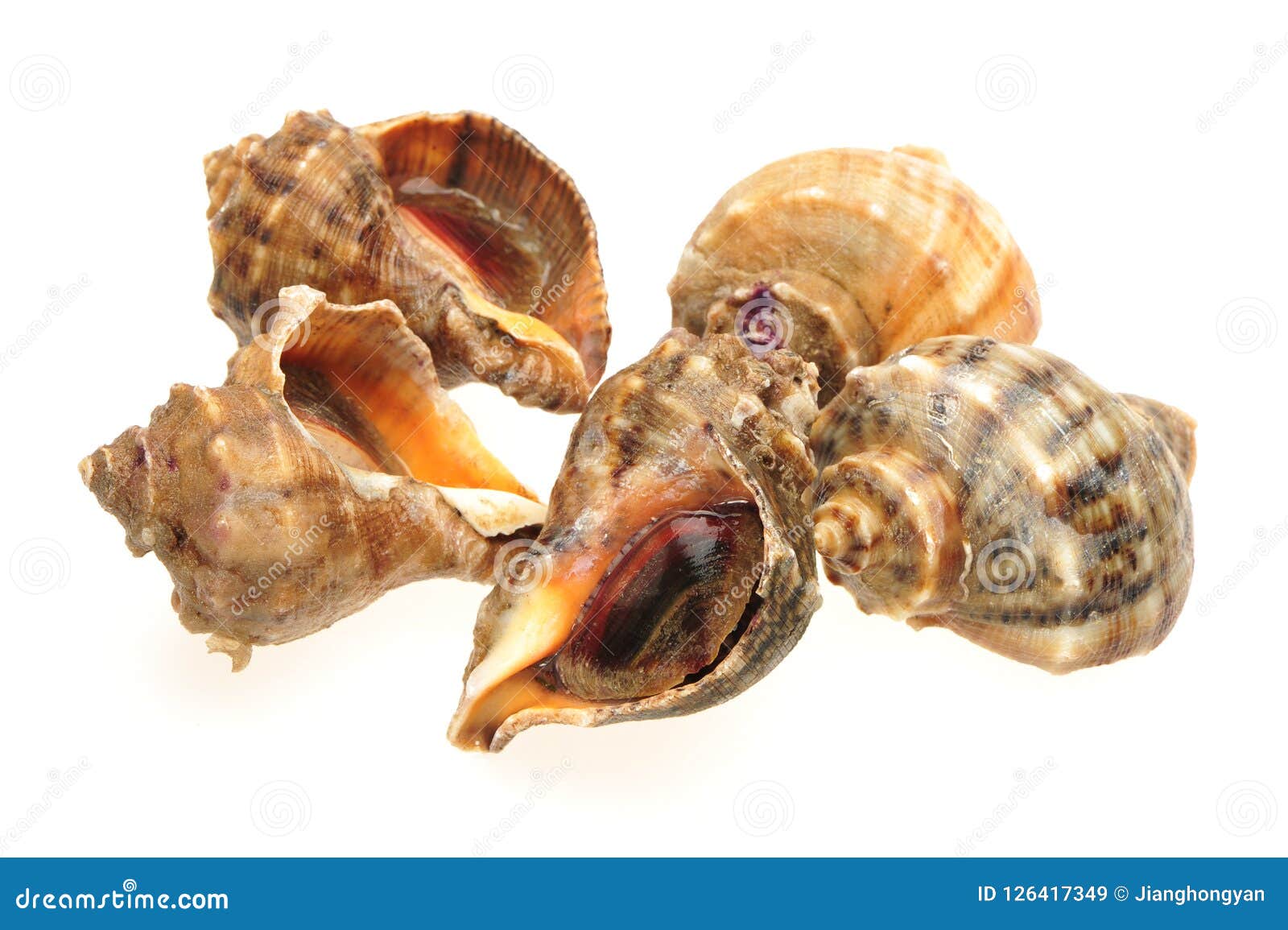Live conch stock image. Image of shell, saltwater, restaurant - 126417349