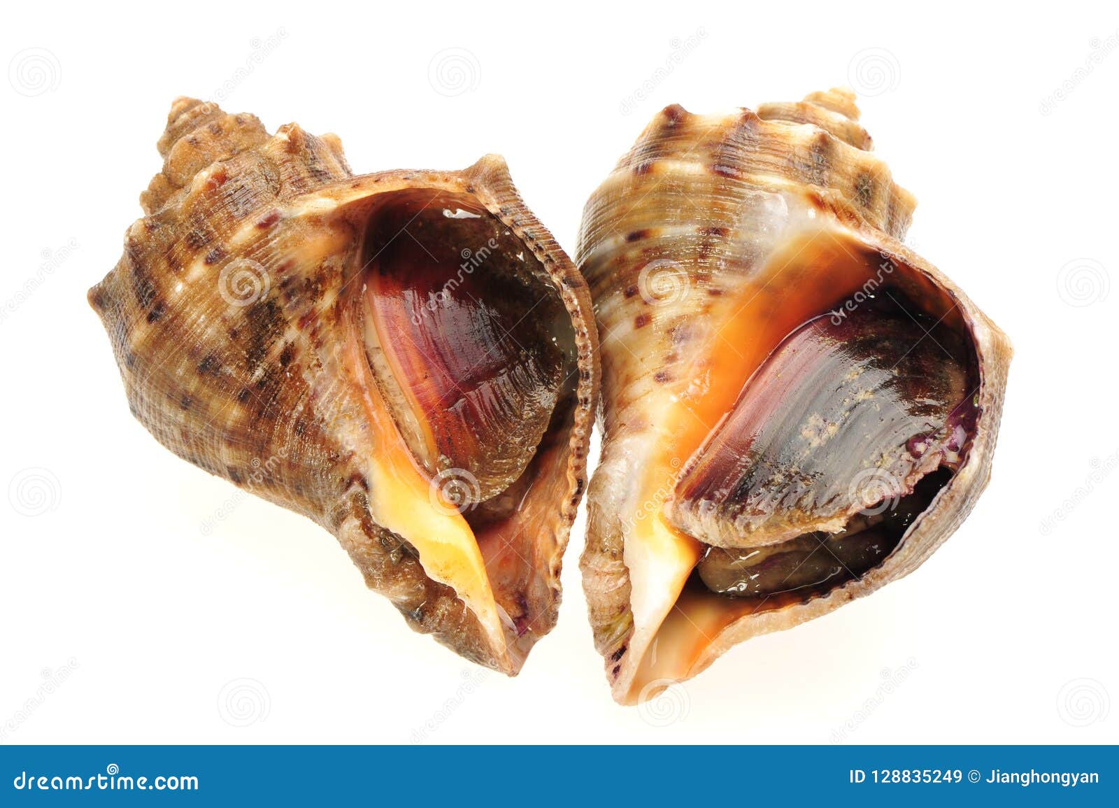 Live conch stock image. Image of shell, grapefruit, white - 128835249