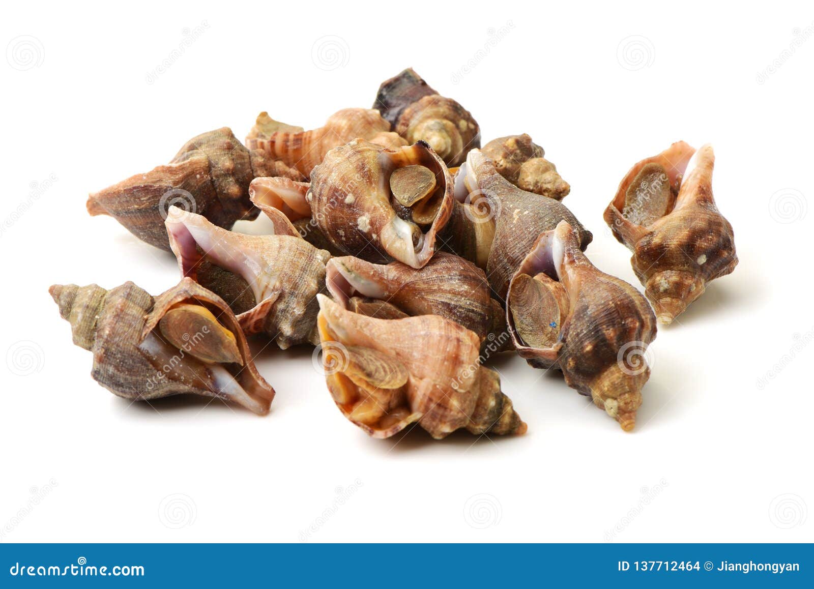 Live conch stock photo. Image of shellfish, dinner, restaurant - 137712464