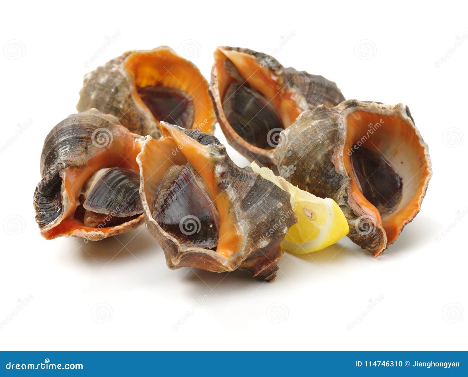 Live conch stock photo. Image of saltwater, isolated - 114746310