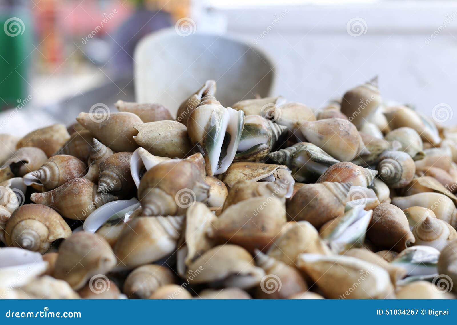 Live conch in the market stock image. Image of life, compact - 61834267